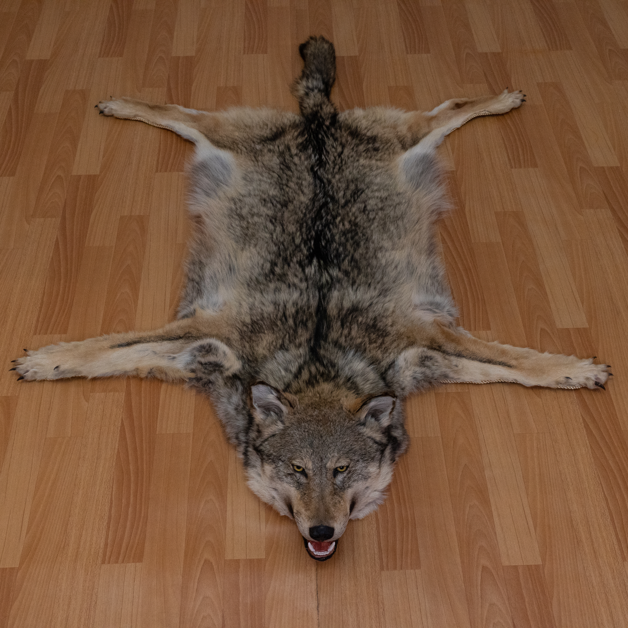 SIBERIAN GRAY WOLF TAXIDERMY RUG MOUNT WITH HEAD - GREY WOLF MOUNTED ...
