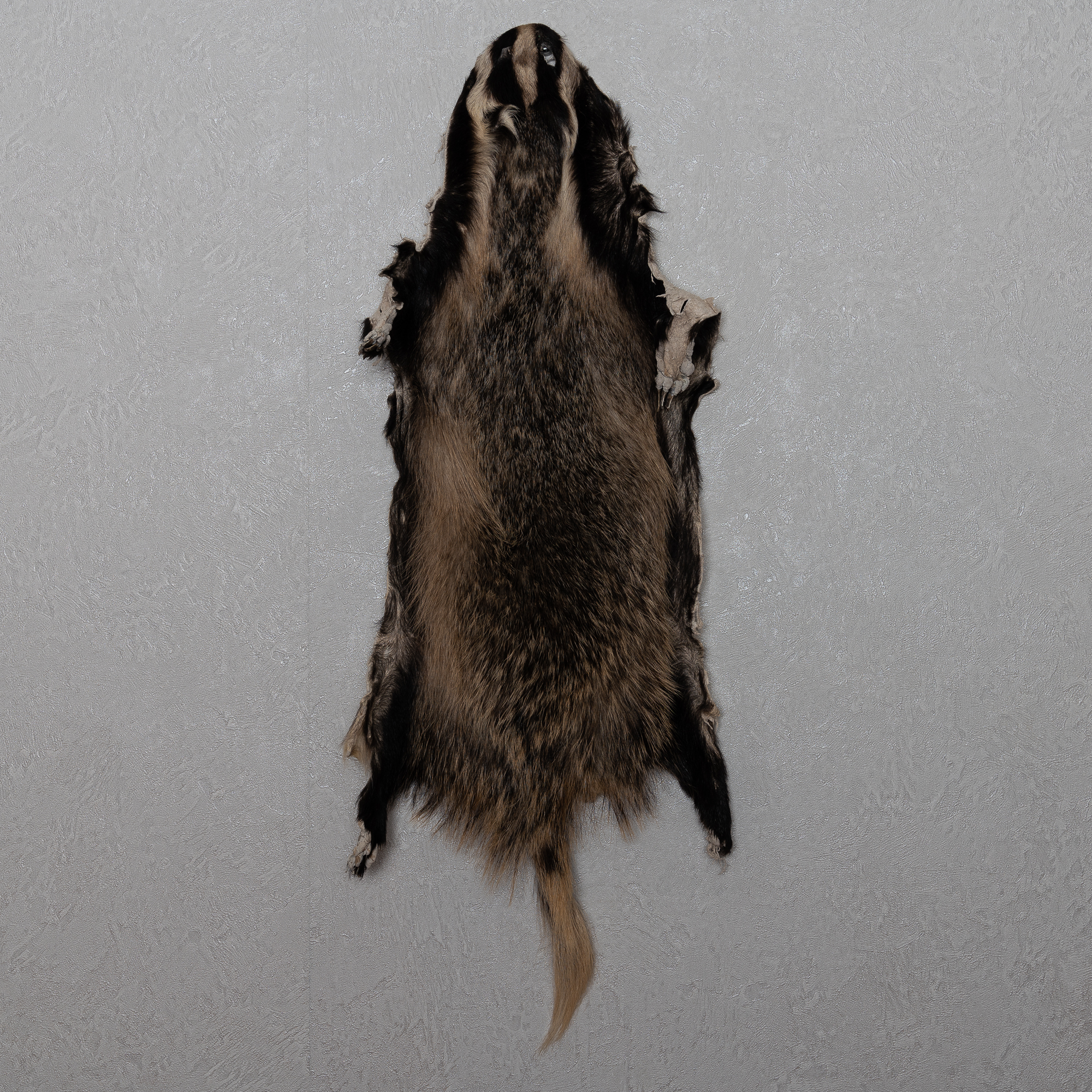 EURASIAN BADGER TAXIDERMY TANNED FUR PELT - SKIN, HIDE FOR SALE - REAL ...