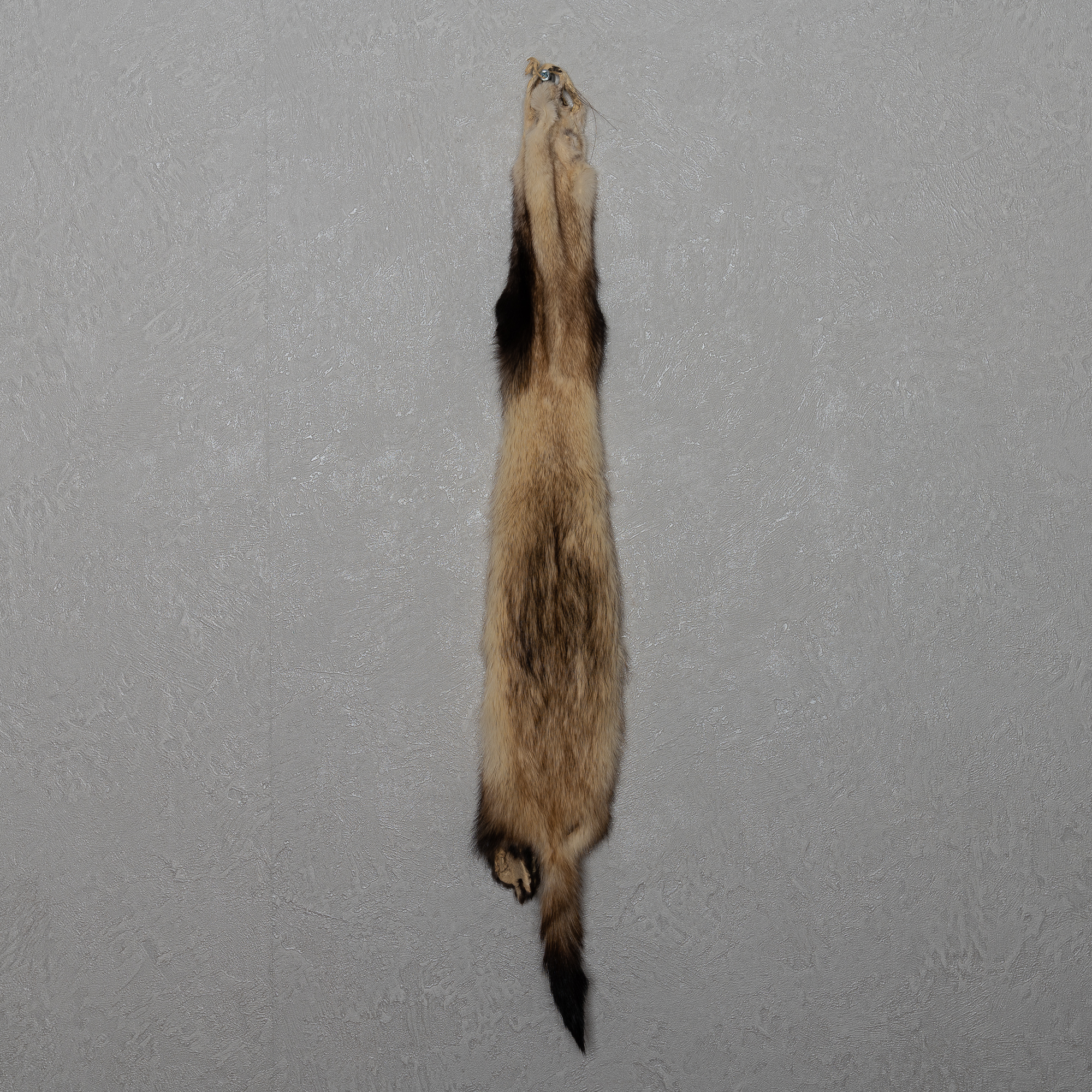 EUROPEAN POLECAT TANNED FUR PELT - FERRET, WEASEL SKIN, HIDE FOR SALE ...