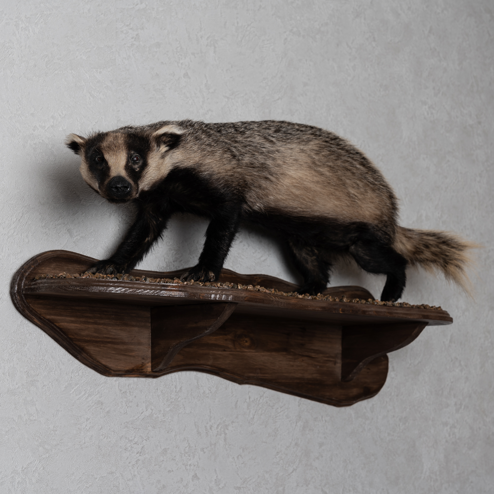 EURASIAN BADGER TAXIDERMY MOUNT - MOUNTED, STUFFED ANIMALS FOR SALE ...