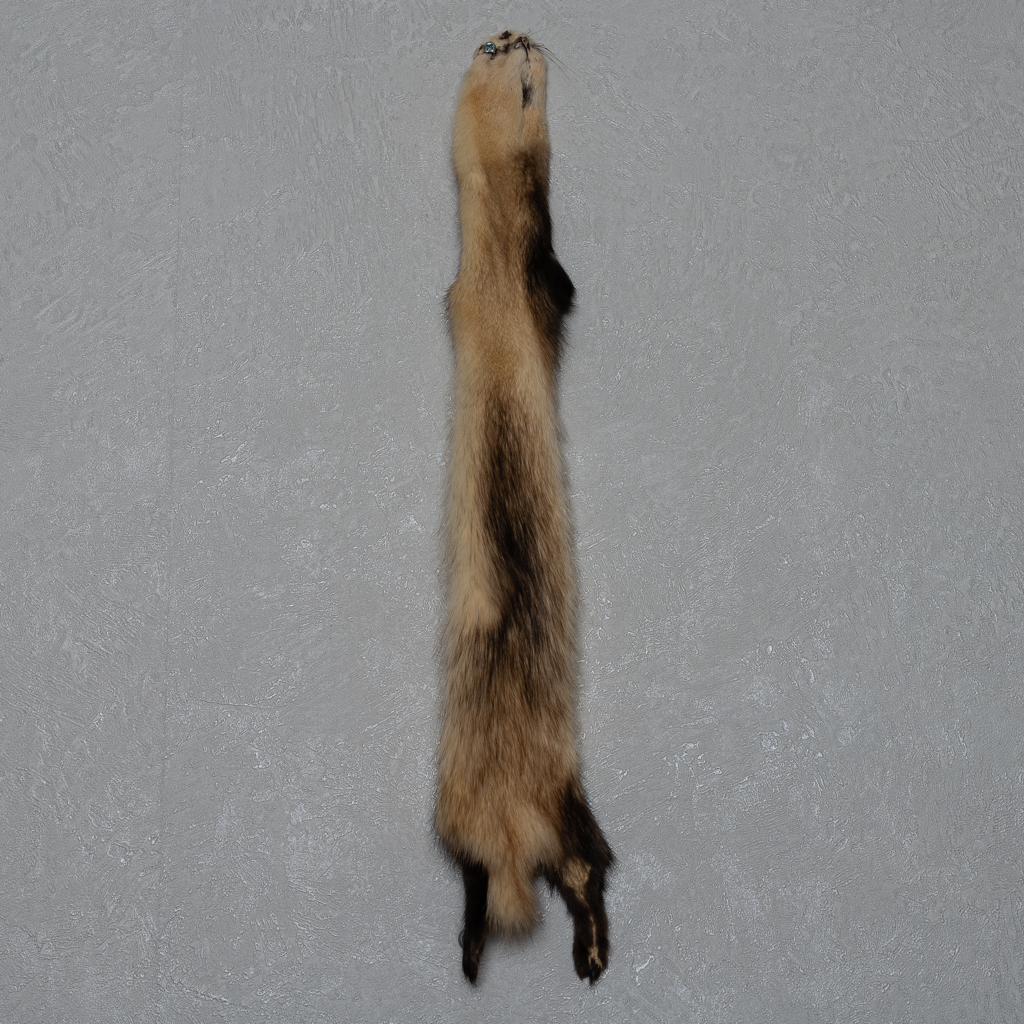 EUROPEAN POLECAT TANNED FUR PELT - FERRET, WEASEL SKIN, HIDE FOR SALE ...