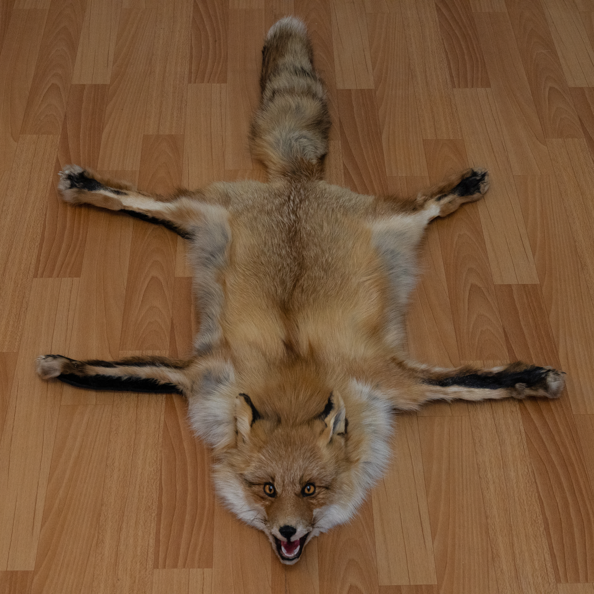 SIBERIAN RED FOX TAXIDERMY RUG MOUNT WITH HEAD - MOUNTED PELT, FUR ...