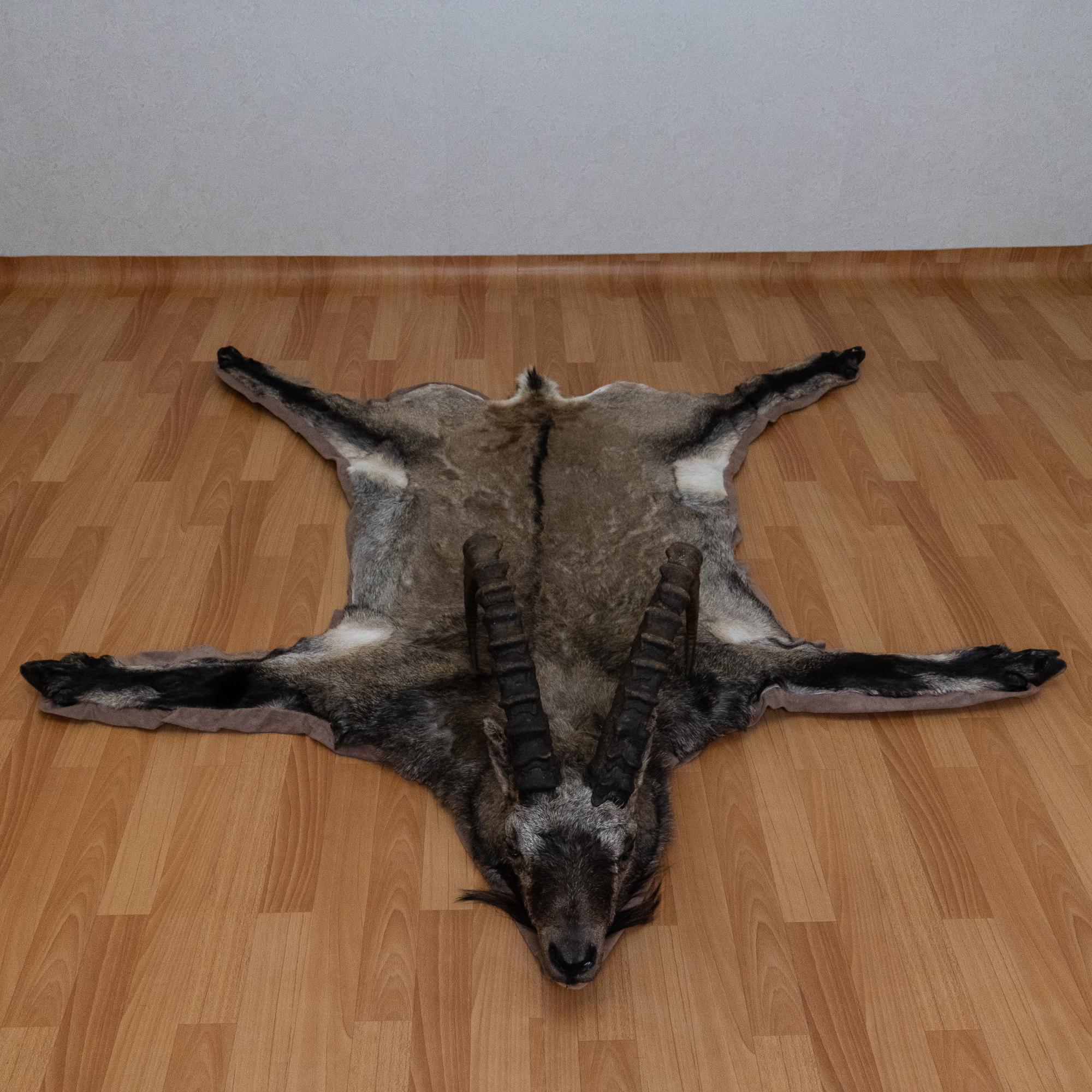 SIBERIAN IBEX TAXIDERMY RUG MOUNT WITH HEAD - WILD MOUNTAIN GOAT ...