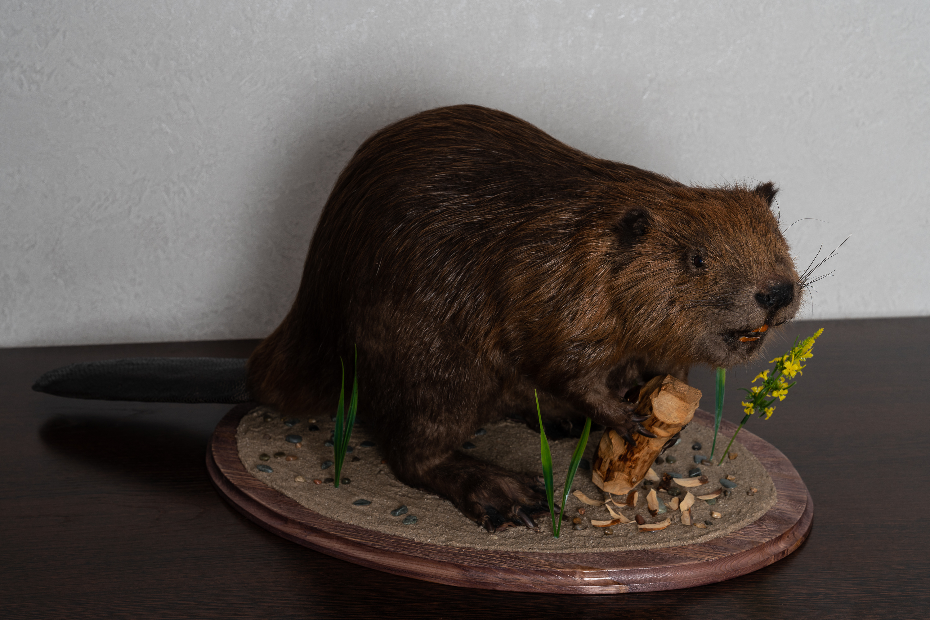 EURASIAN BEAVER TAXIDERMY MOUNT - MOUNTED, STUFFED ANIMALS FOR SALE ...