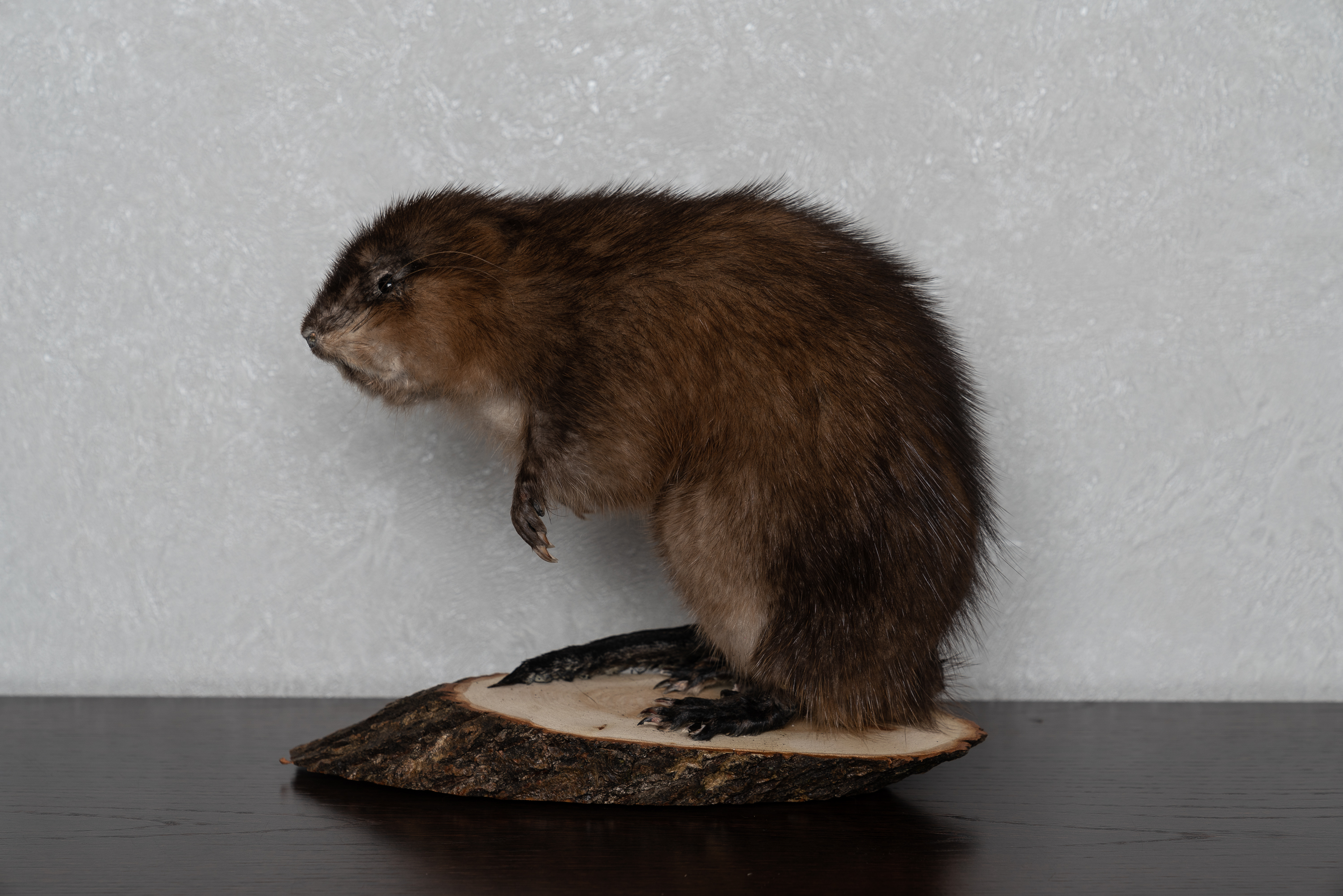 SMALL BEAVER TAXIDERMY MOUNT - MOUNTED, STUFFED ANIMALS FOR SALE - REAL ...
