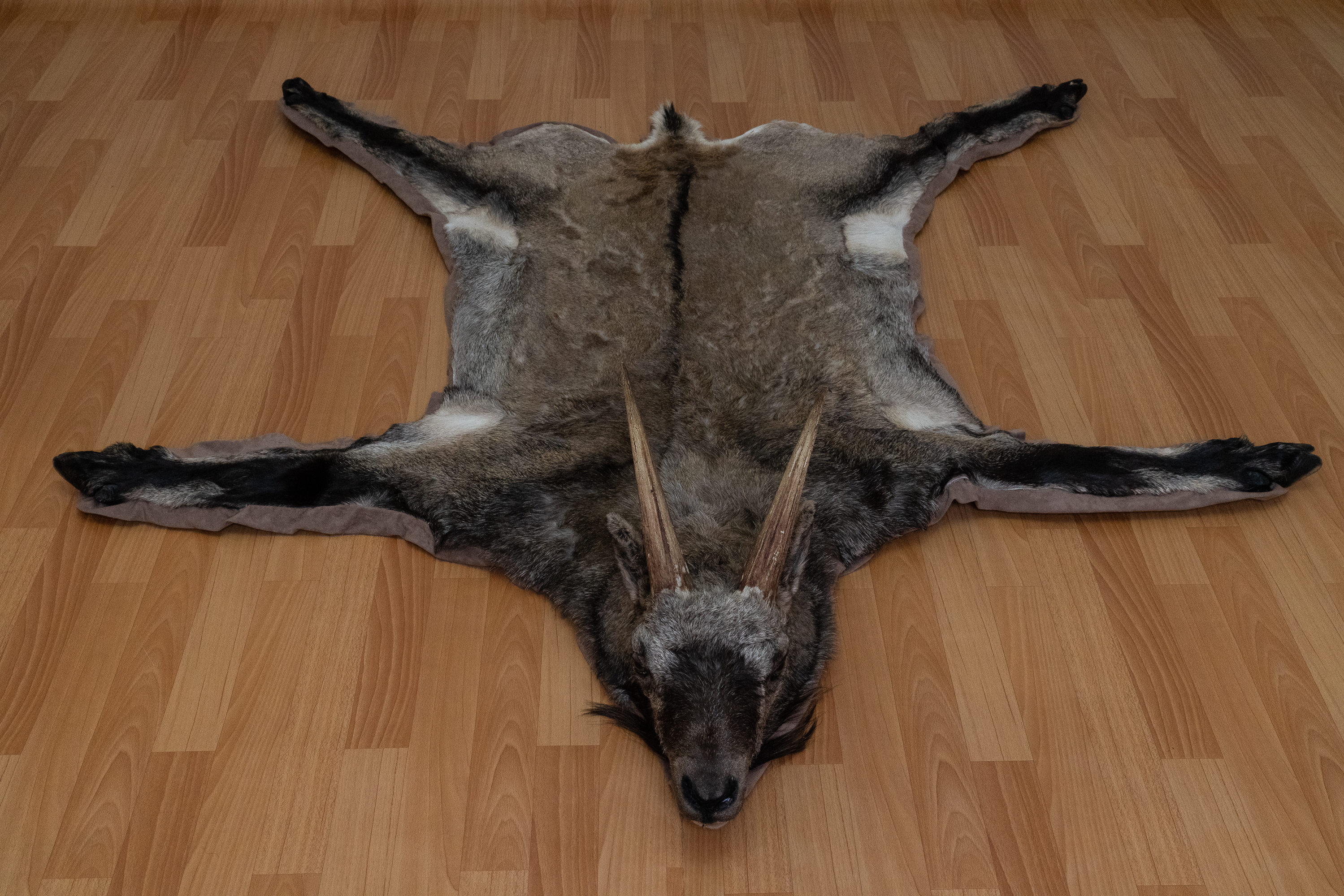 SIBERIAN IBEX TAXIDERMY RUG MOUNT WITH HEAD - WILD MOUNTAIN GOAT ...