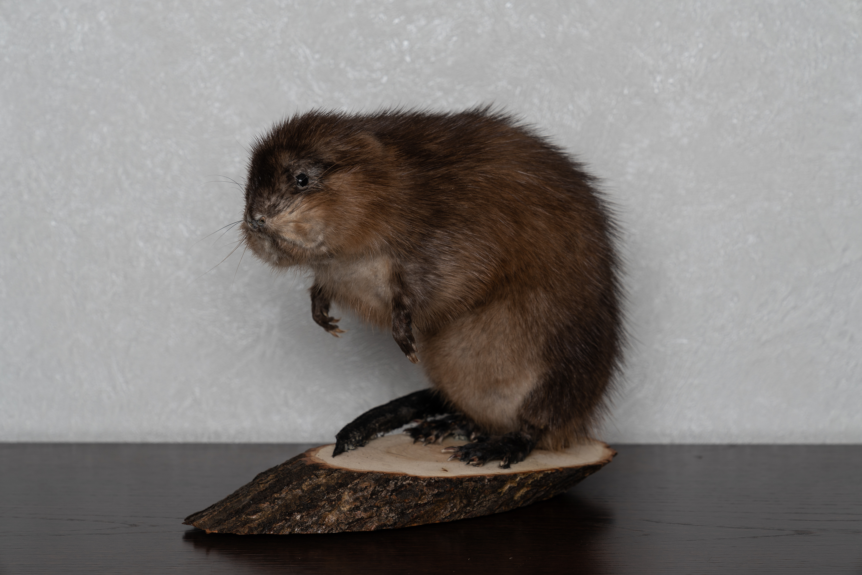 SMALL BEAVER TAXIDERMY MOUNT - MOUNTED, STUFFED ANIMALS FOR SALE - REAL ...