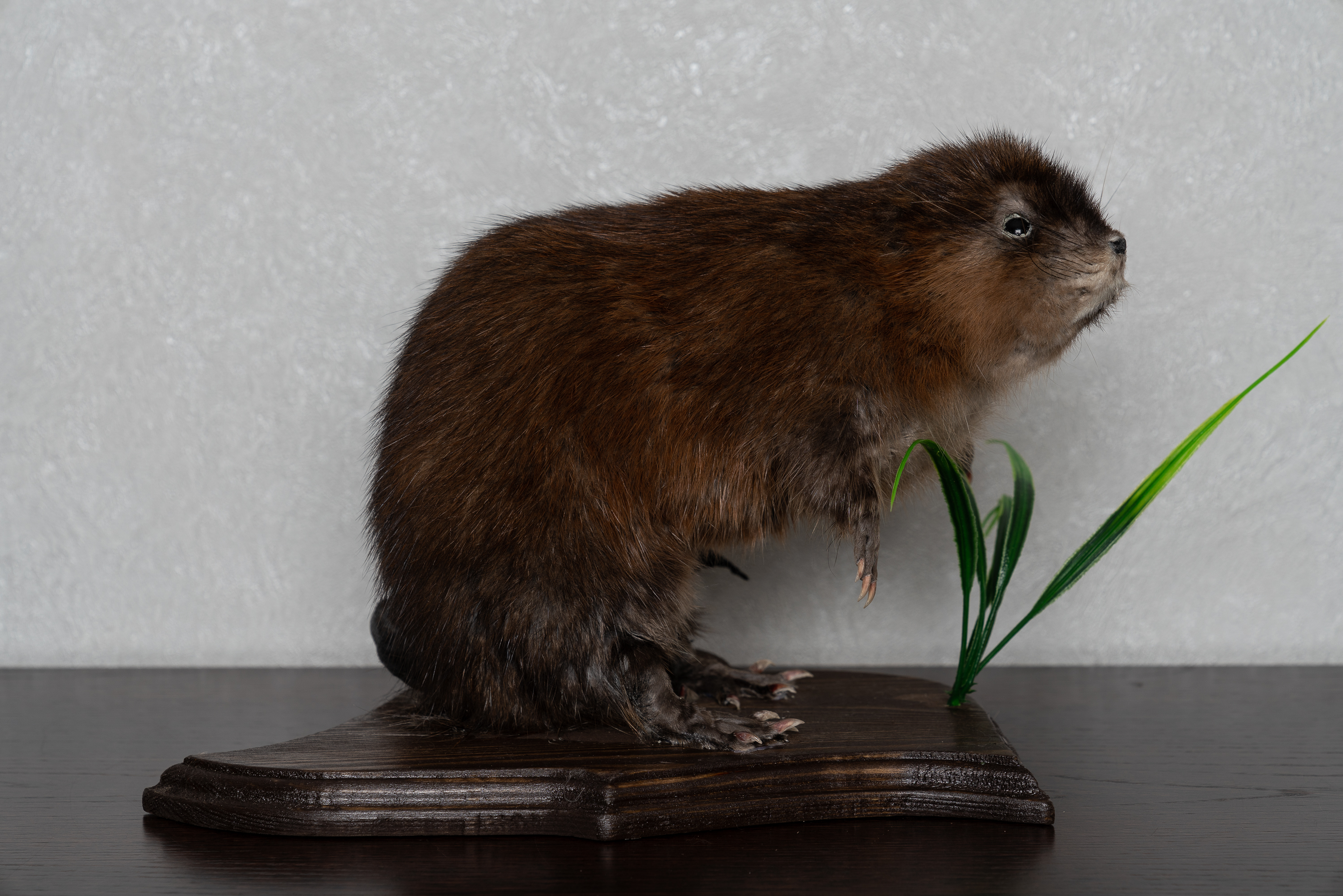 SMALL BEAVER TAXIDERMY MOUNT - MOUNTED, STUFFED ANIMALS FOR SALE - REAL ...