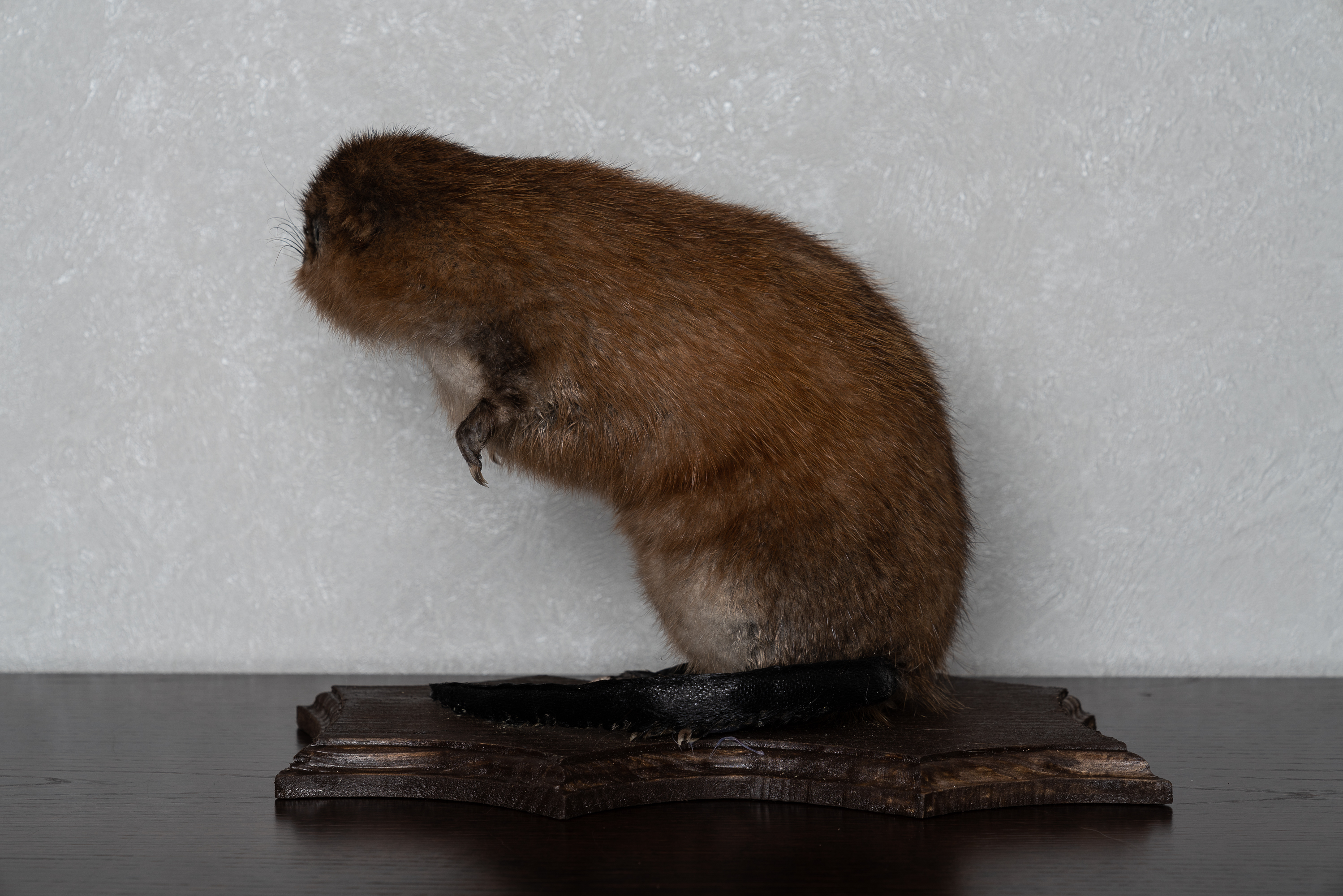 SMALL BEAVER TAXIDERMY MOUNT - MOUNTED, STUFFED ANIMALS FOR SALE - REAL ...