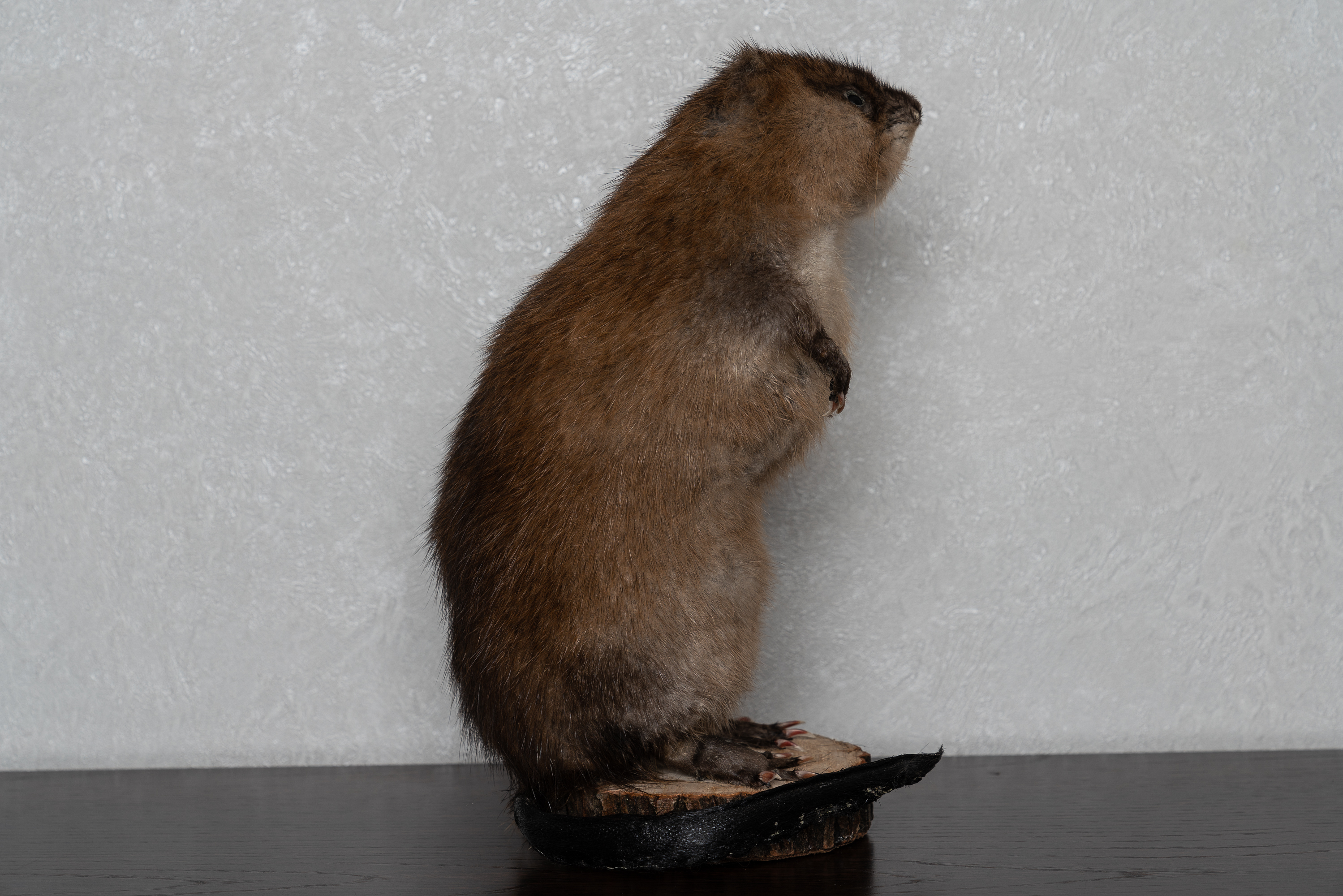 SMALL BEAVER TAXIDERMY MOUNT - MOUNTED, STUFFED ANIMALS FOR SALE - REAL ...