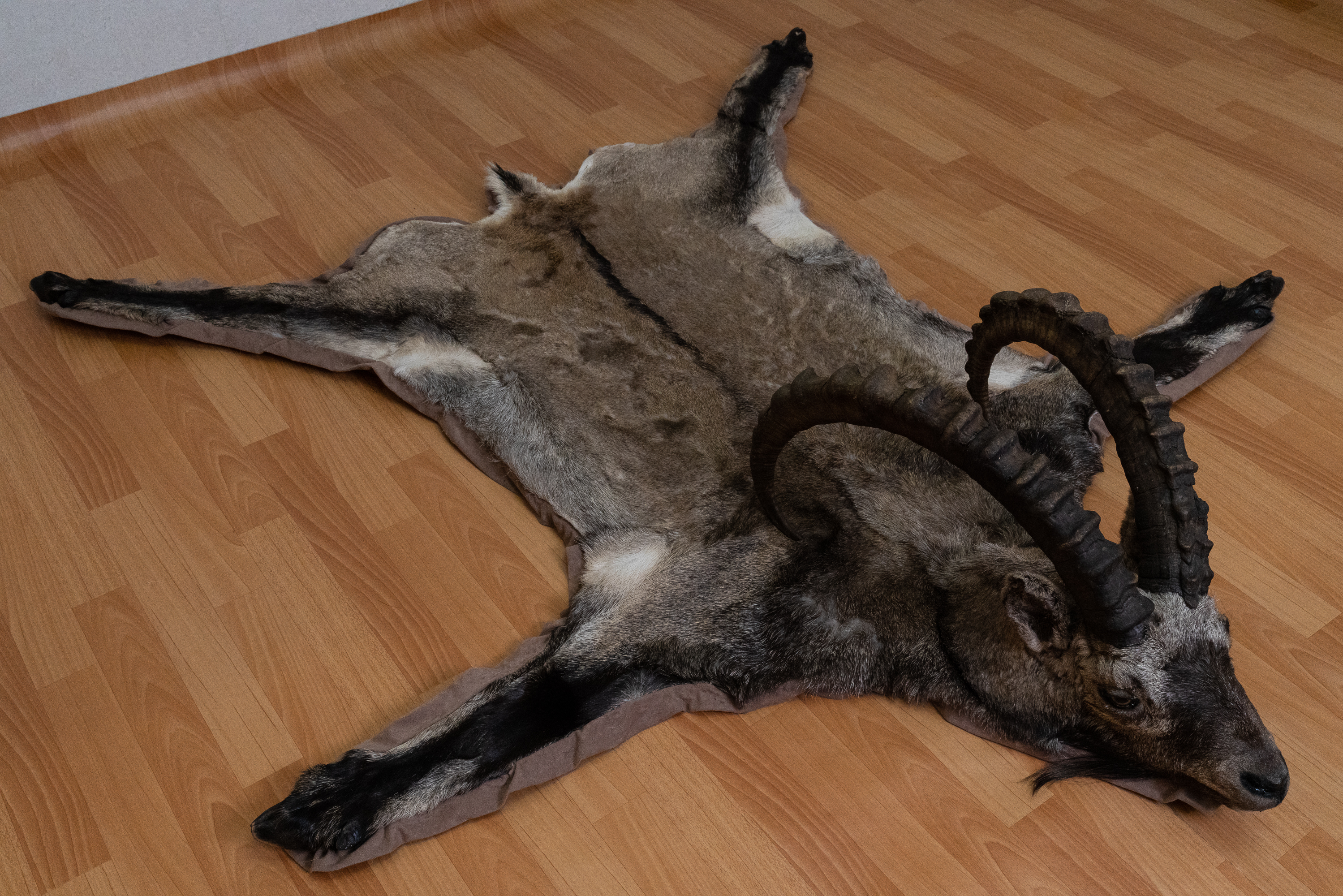 SIBERIAN IBEX TAXIDERMY RUG MOUNT WITH HEAD - WILD MOUNTAIN GOAT ...