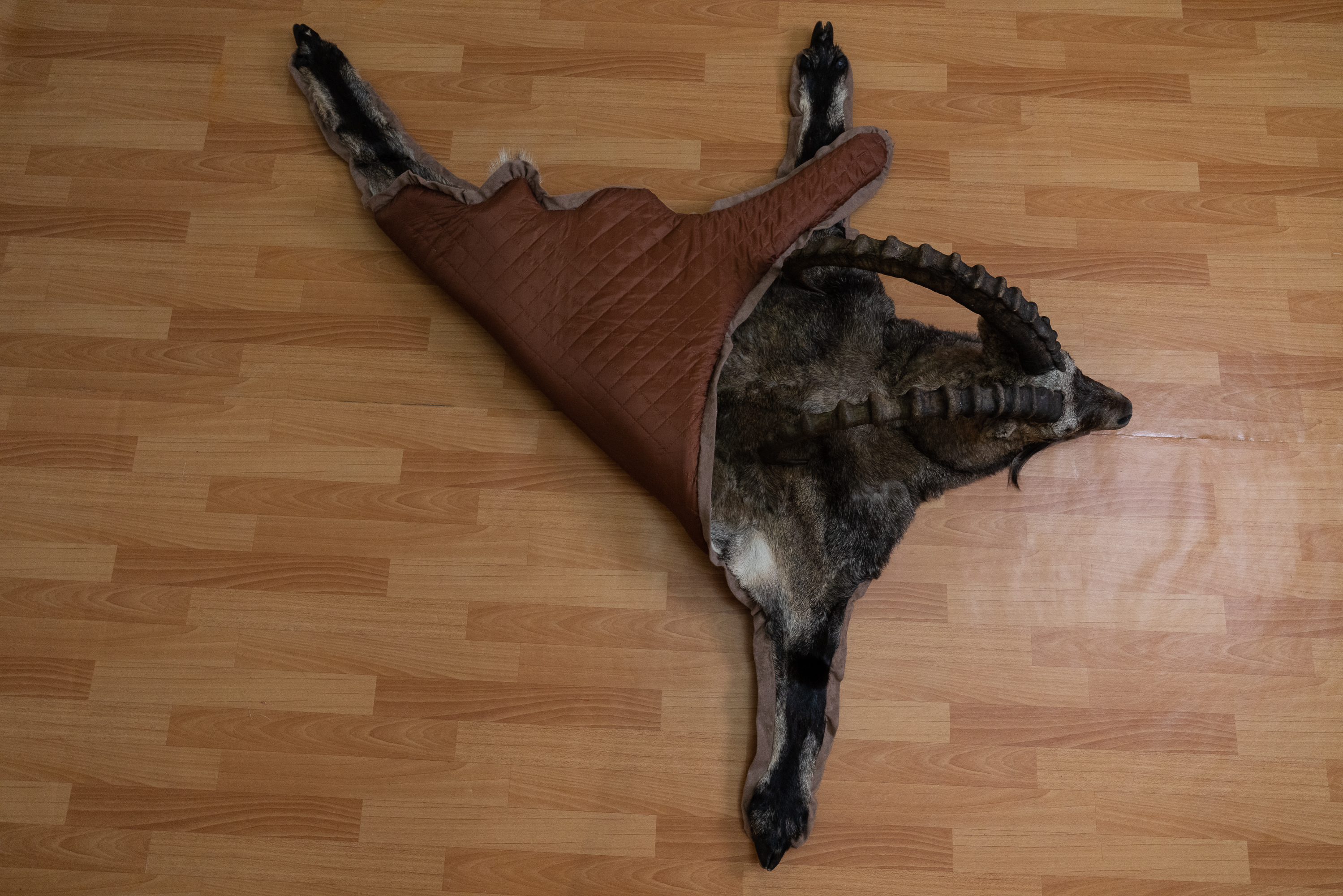 SIBERIAN IBEX TAXIDERMY RUG MOUNT WITH HEAD - WILD MOUNTAIN GOAT ...