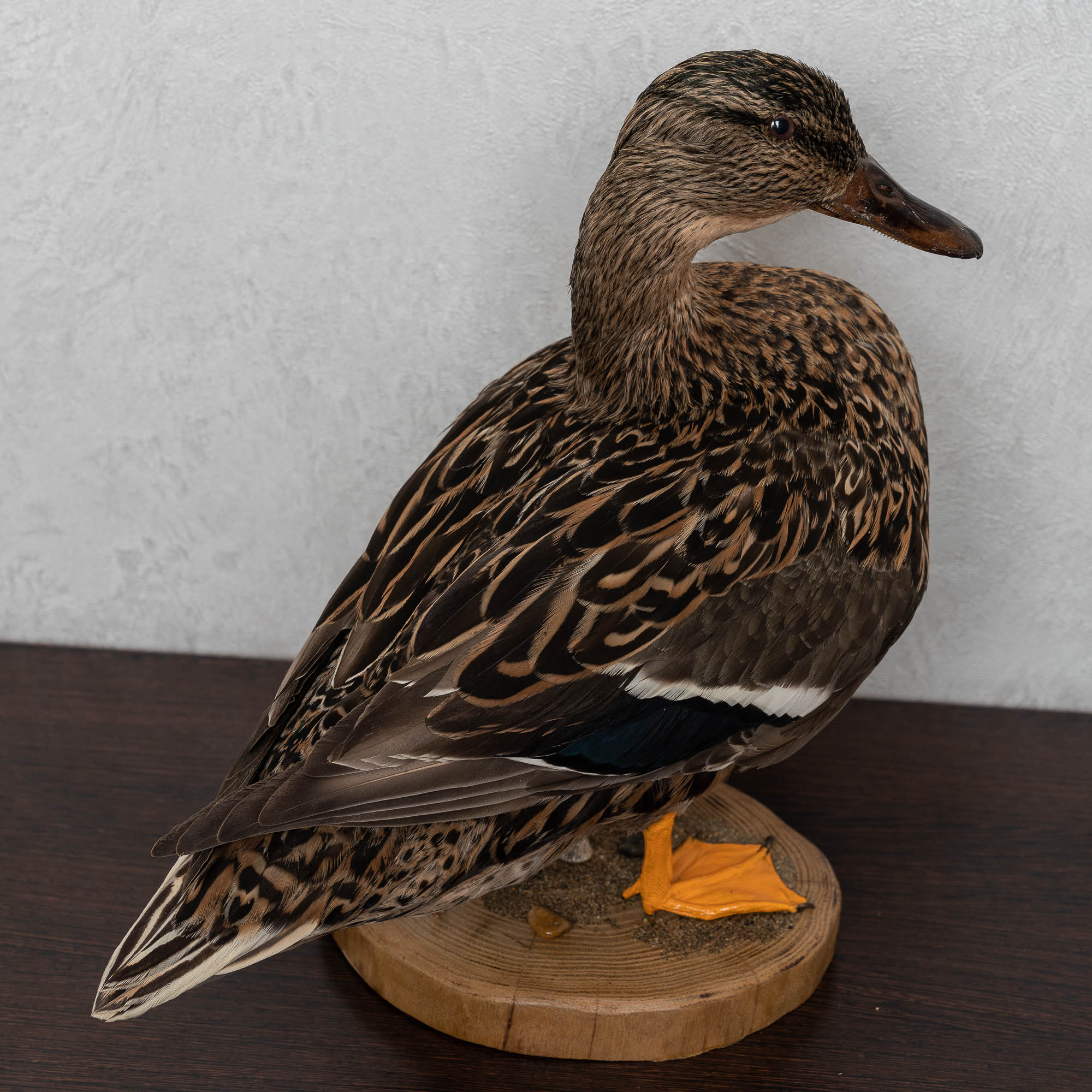 MALLARD DUCK FEMALE TAXIDERMY BIRD MOUNT - DUCK, WATERFOWL MOUNTED ...