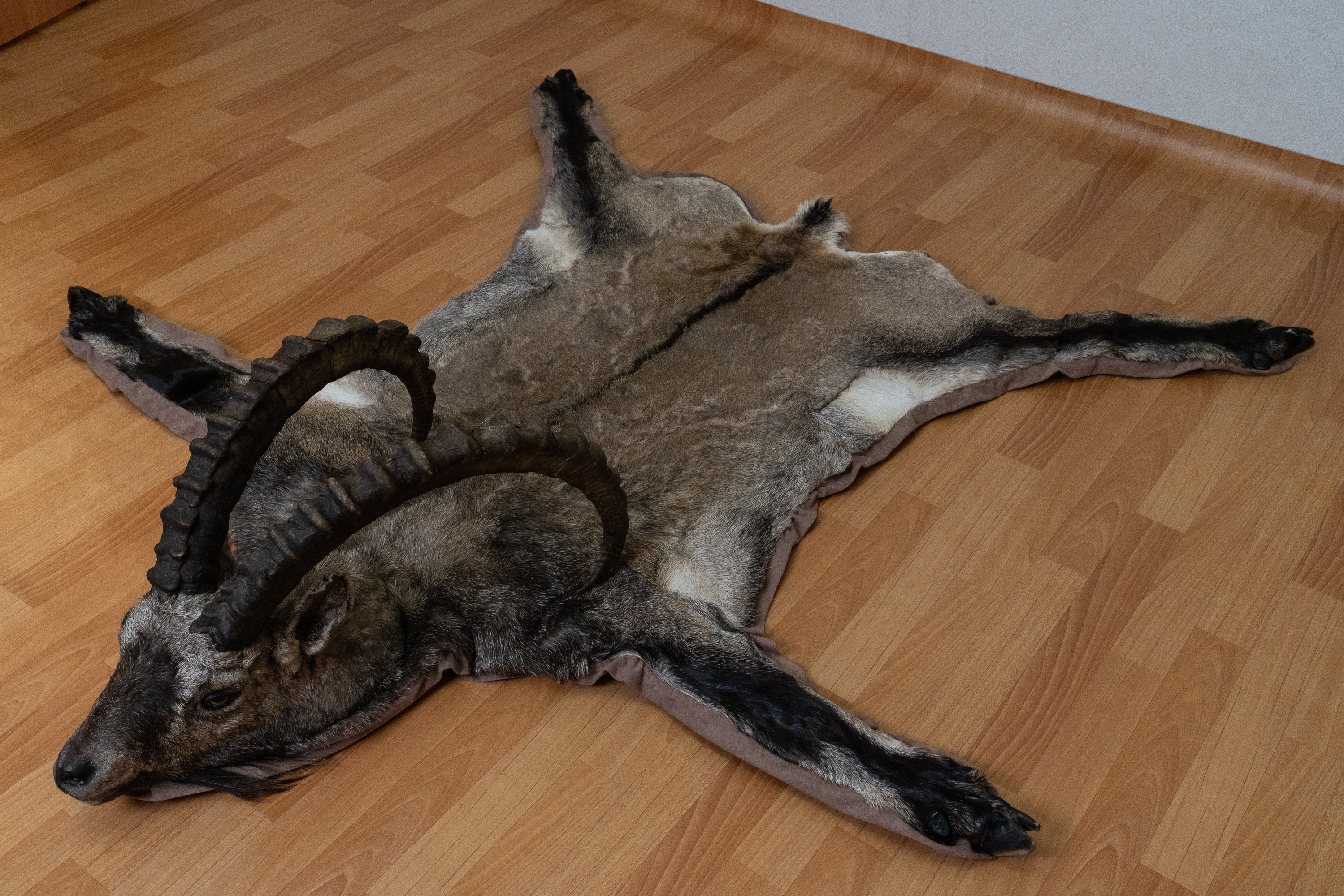 SIBERIAN IBEX TAXIDERMY RUG MOUNT WITH HEAD - WILD MOUNTAIN GOAT ...