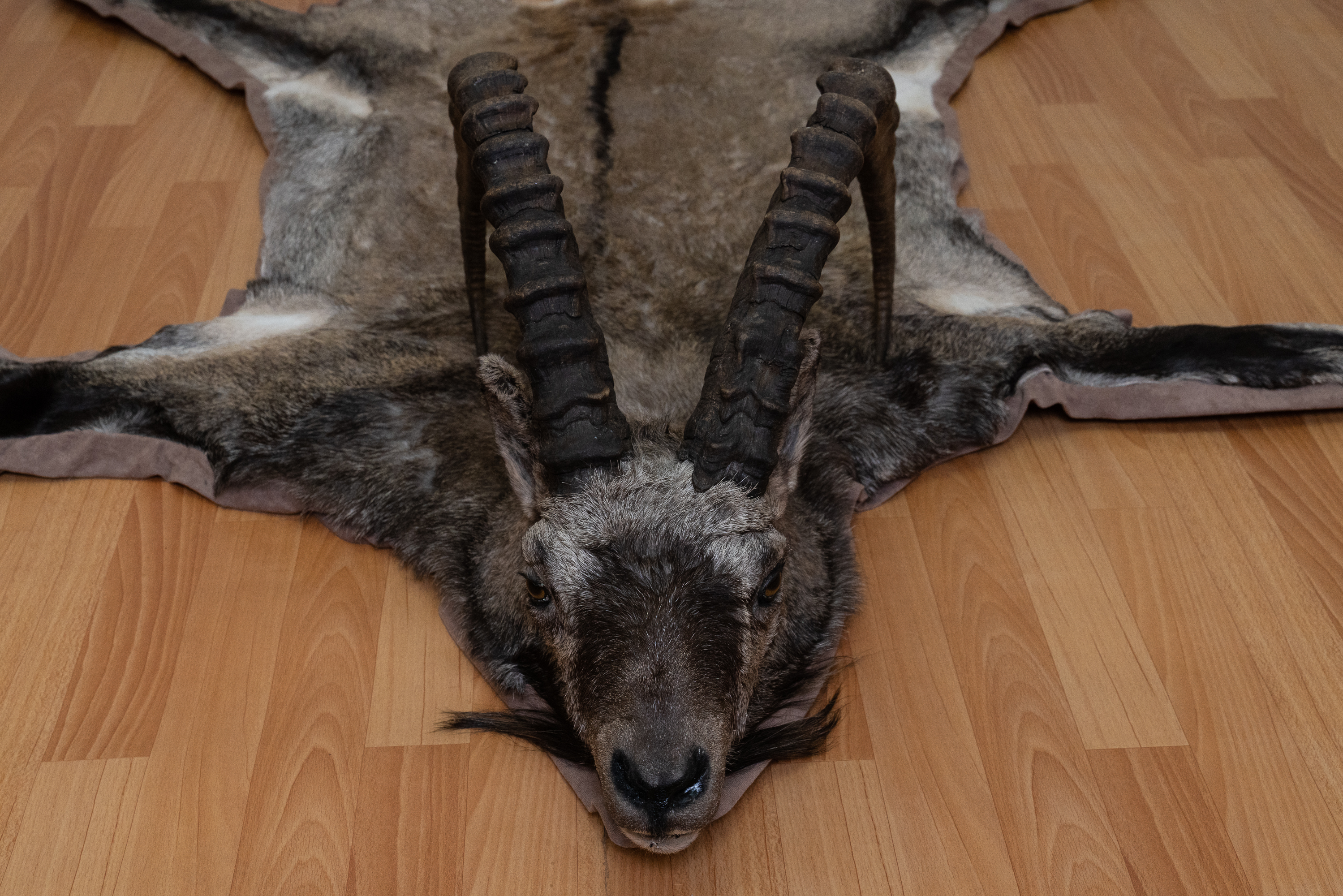 SIBERIAN IBEX TAXIDERMY RUG MOUNT WITH HEAD - WILD MOUNTAIN GOAT ...