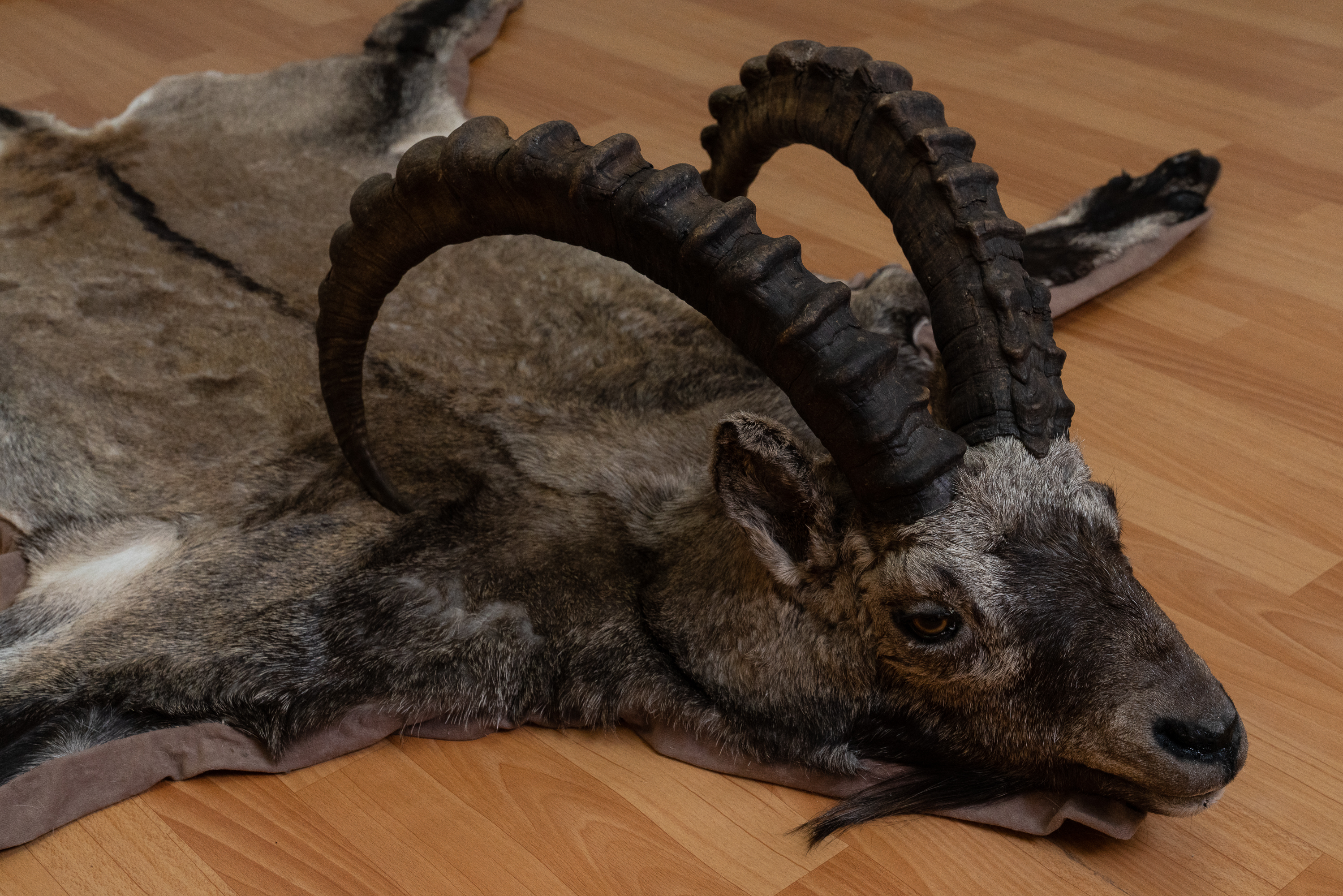 SIBERIAN IBEX TAXIDERMY RUG MOUNT WITH HEAD - WILD MOUNTAIN GOAT ...