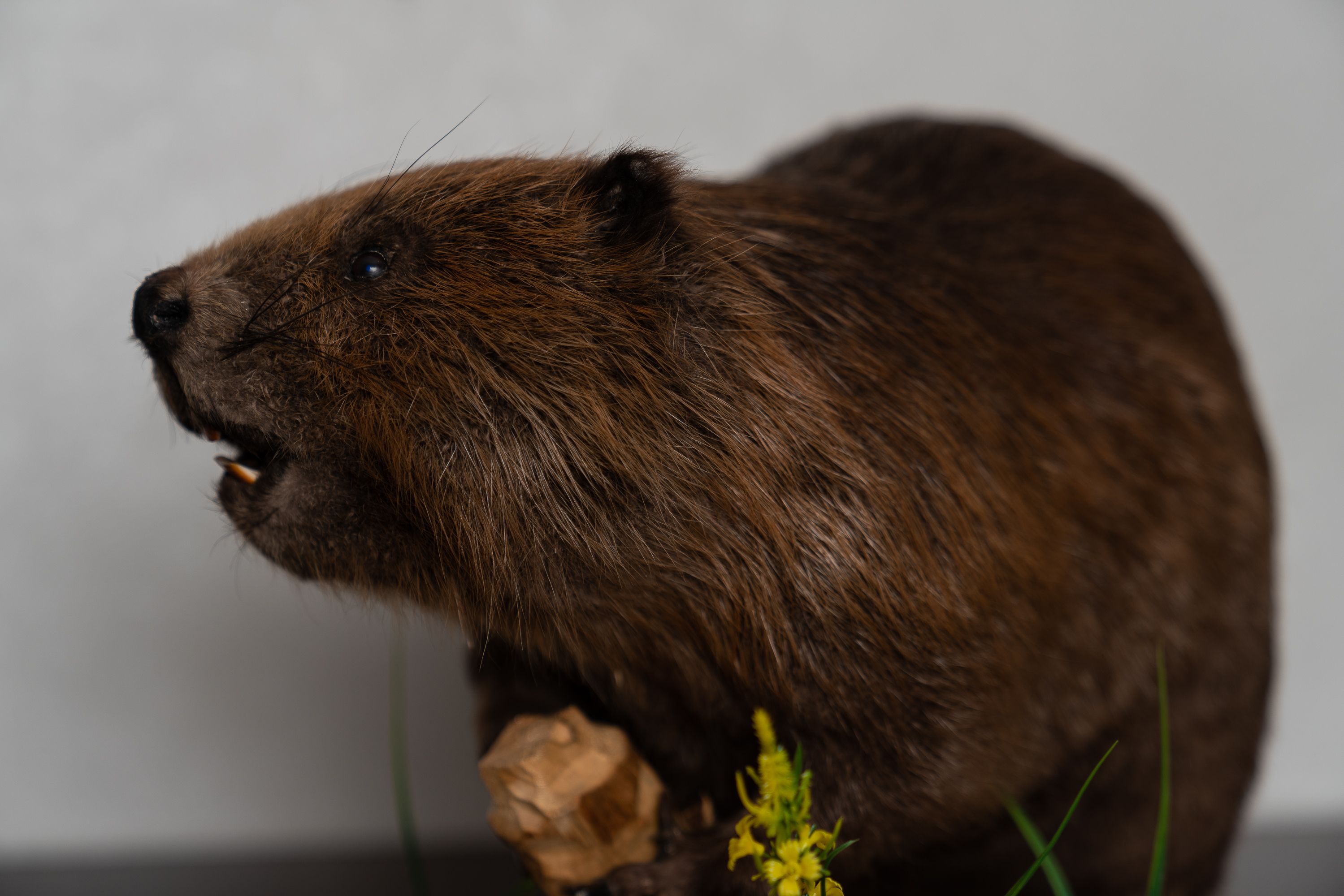 EURASIAN BEAVER TAXIDERMY MOUNT - MOUNTED, STUFFED ANIMALS FOR SALE ...