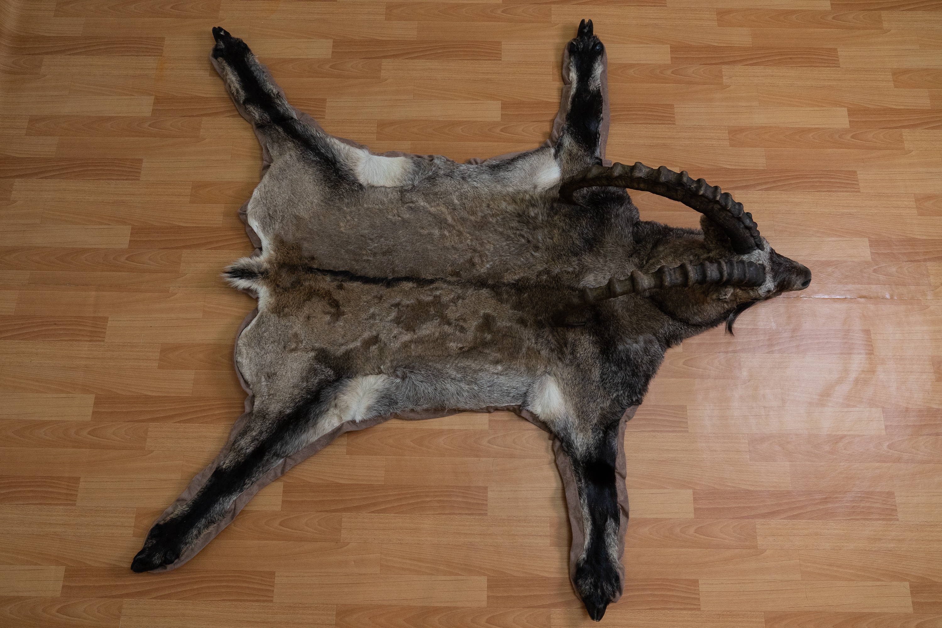 SIBERIAN IBEX TAXIDERMY RUG MOUNT WITH HEAD - WILD MOUNTAIN GOAT ...
