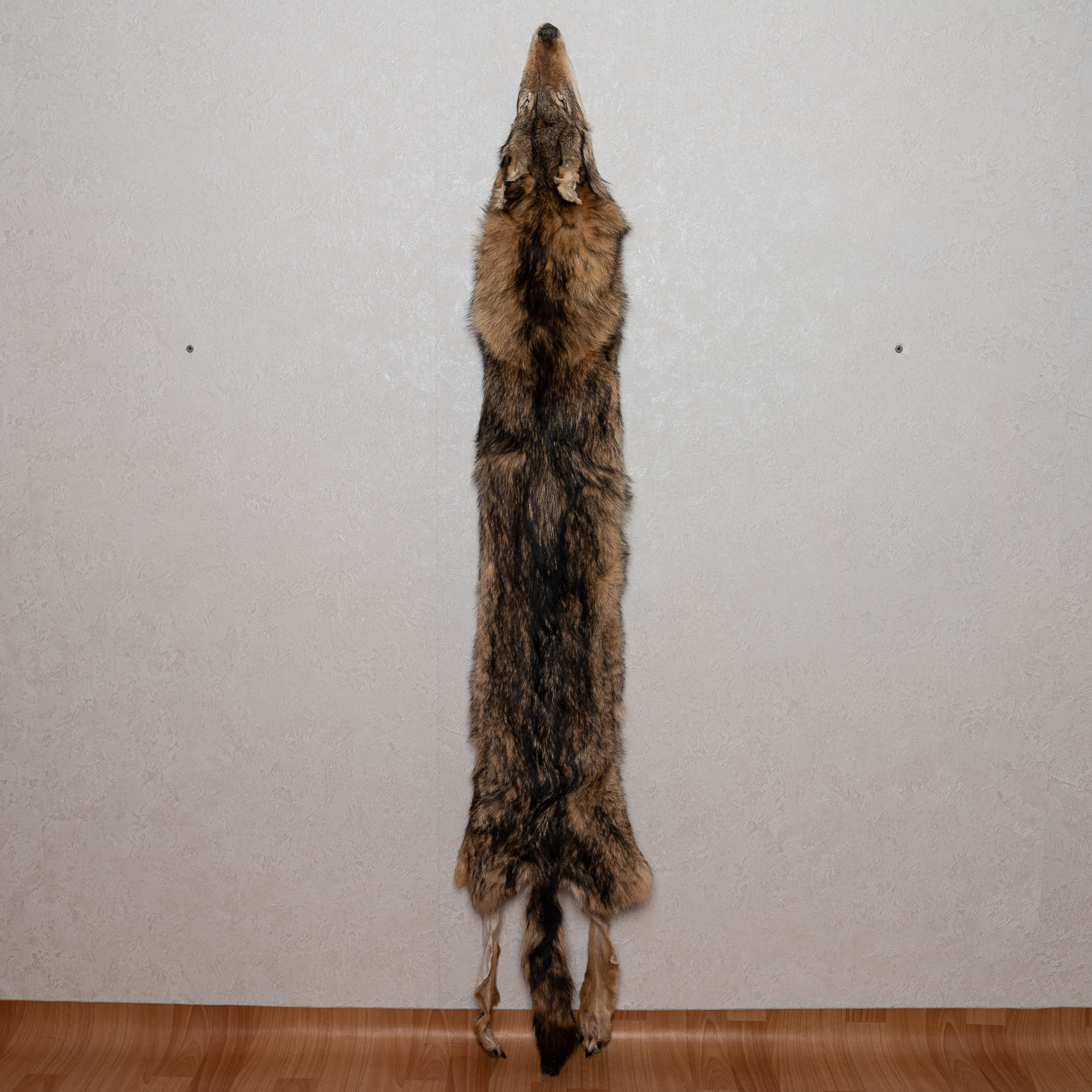 SIBERIAN GRAY WOLF TAXIDERMY TANNED FUR PELT - GREY WOLF SKIN, HIDE FOR ...