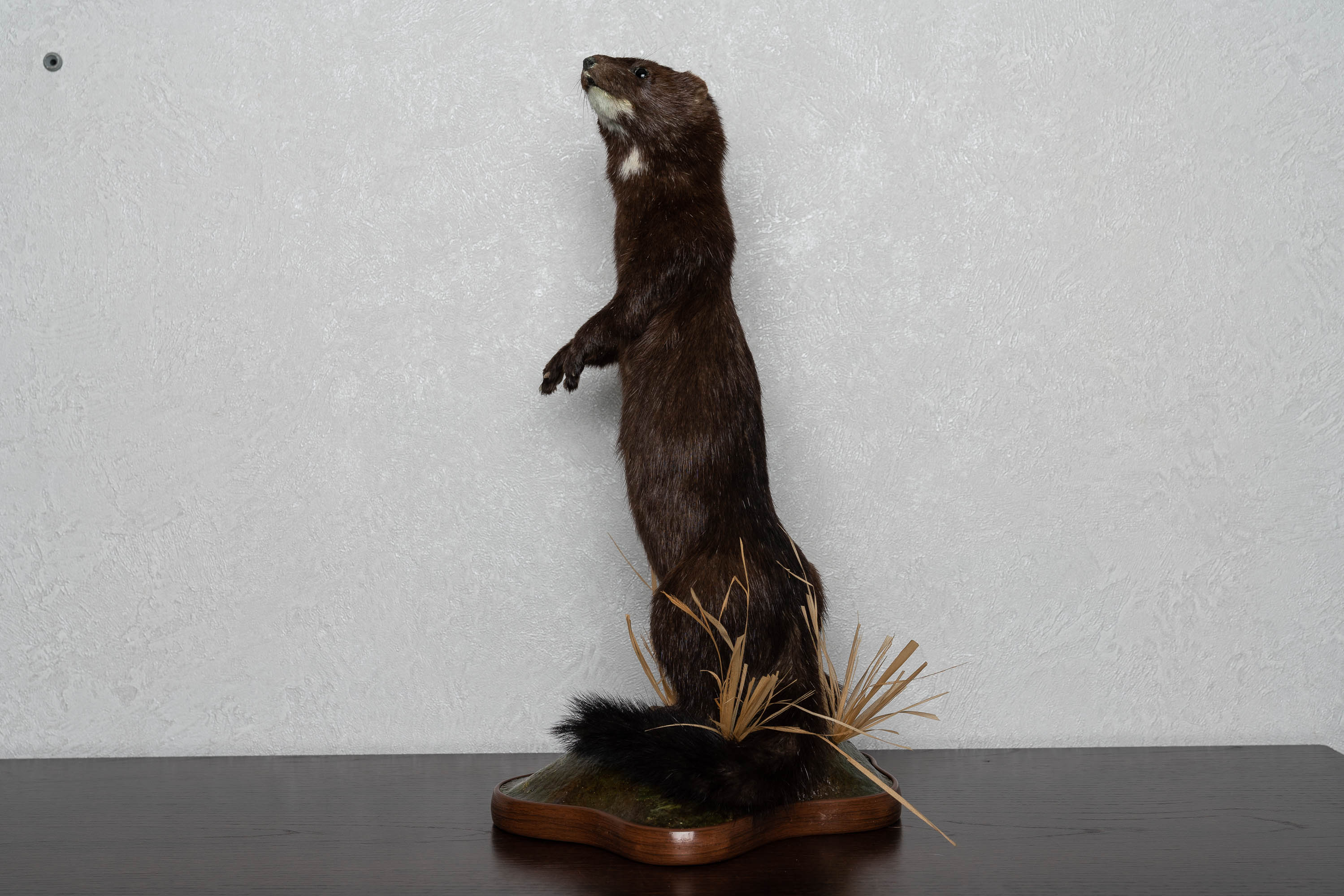 EUROPEAN MINK TAXIDERMY MOUNT - WEASEL MOUNTED, STUFFED ANIMALS FOR ...