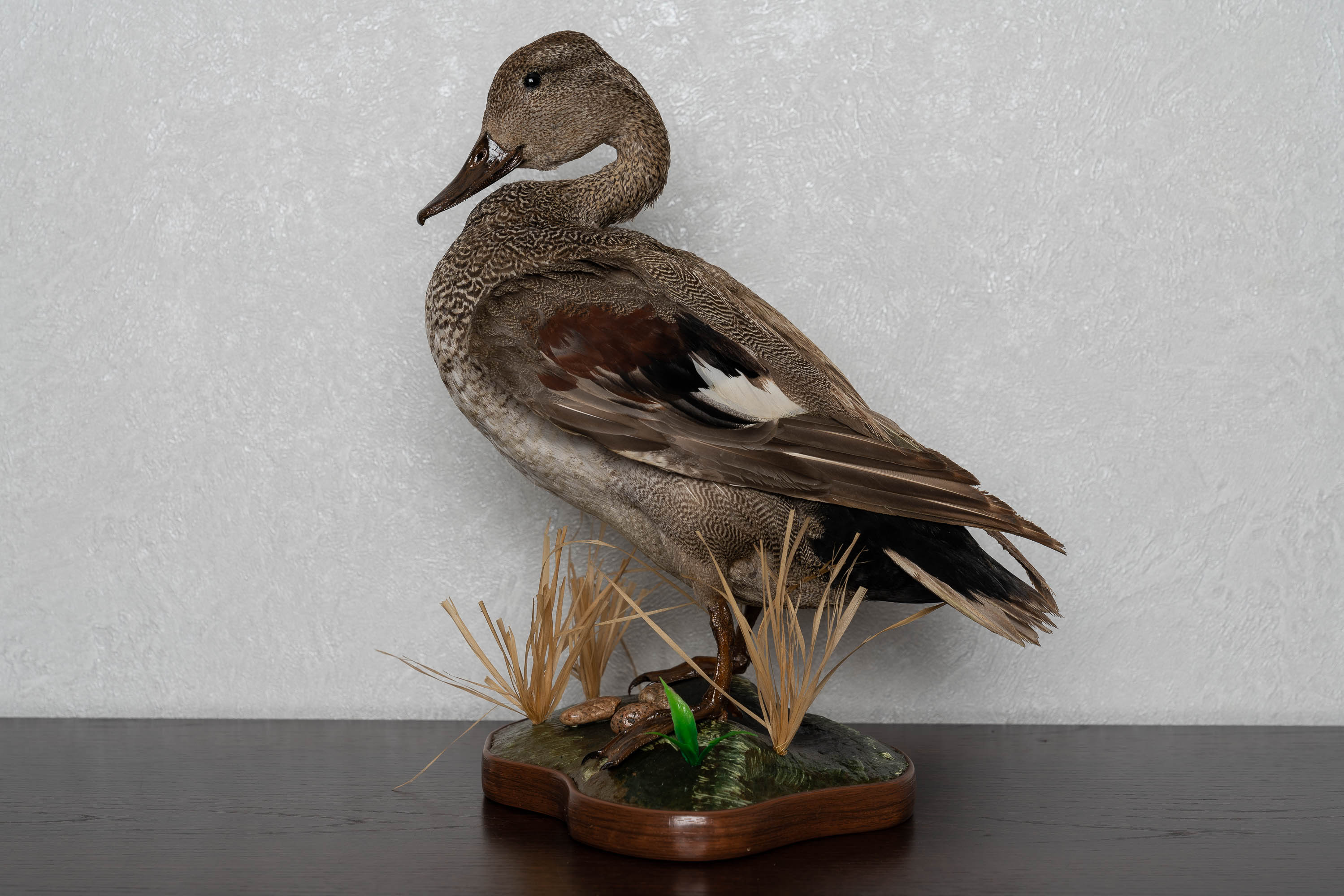 MALLARD DUCK FEMALE TAXIDERMY BIRD MOUNT - DUCK, WATERFOWL MOUNTED ...