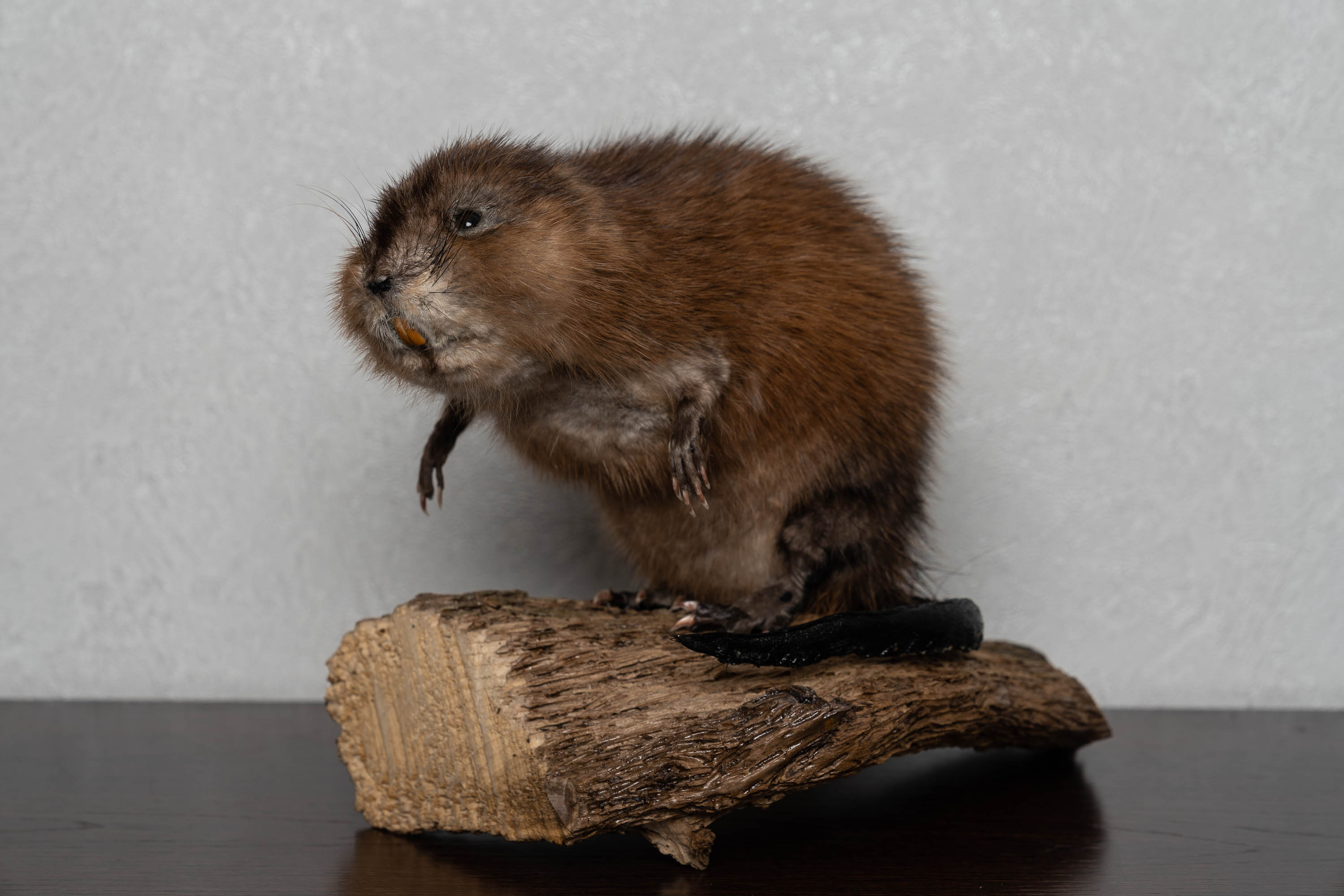 SMALL BEAVER TAXIDERMY MOUNT - MOUNTED, STUFFED ANIMALS FOR SALE - REAL ...