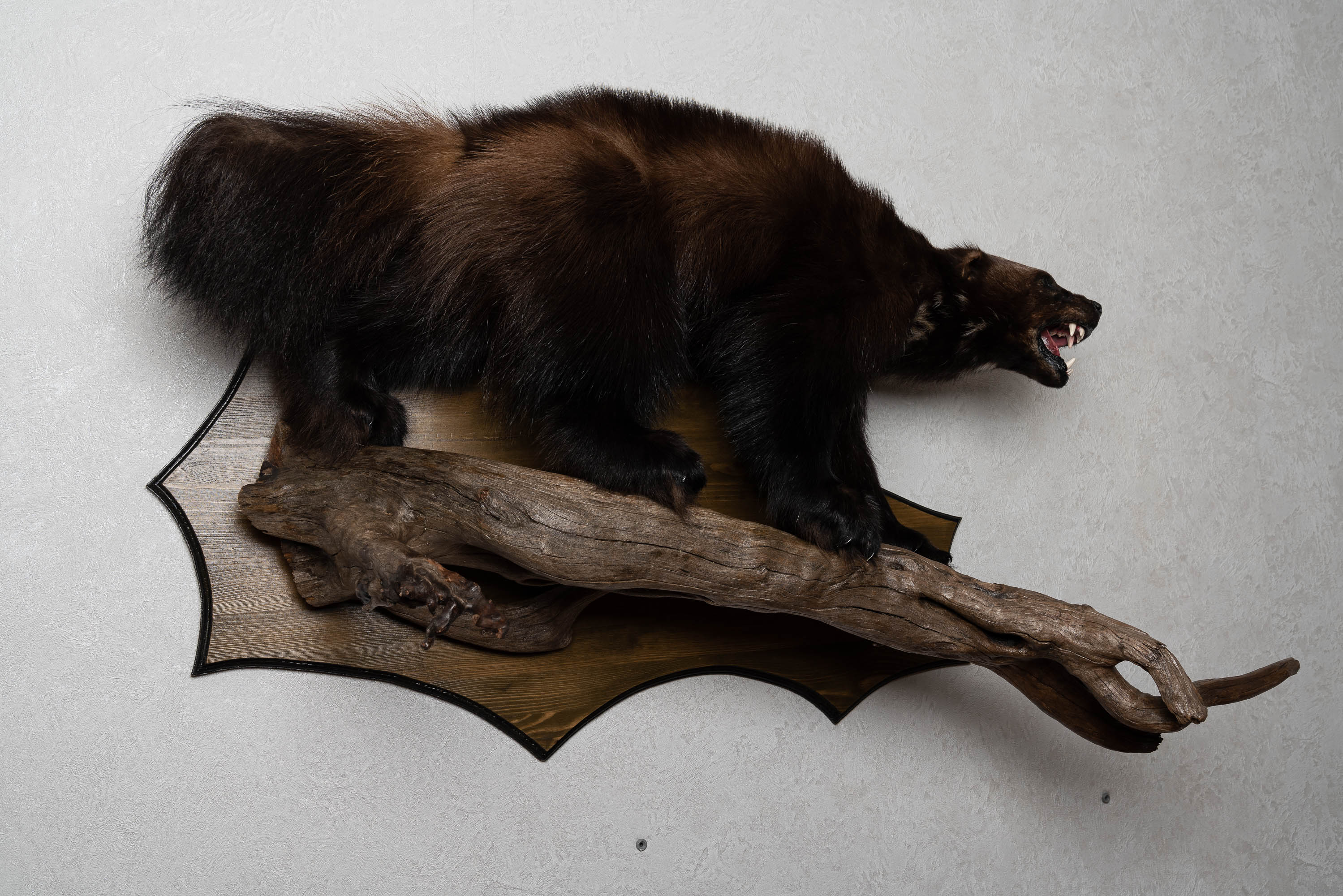 WOLVERINE TAXIDERMY MOUNT - MOUNTED, STUFFED ANIMALS FOR SALE - REAL ...