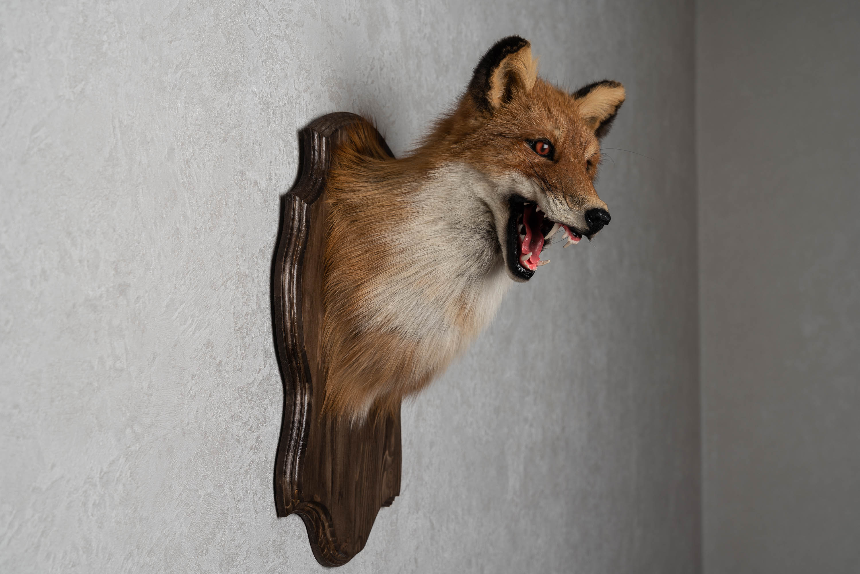 SIBERIAN RED FOX TAXIDERMY HEAD SHOULDER MOUNT - MOUNTED, STUFFED ...
