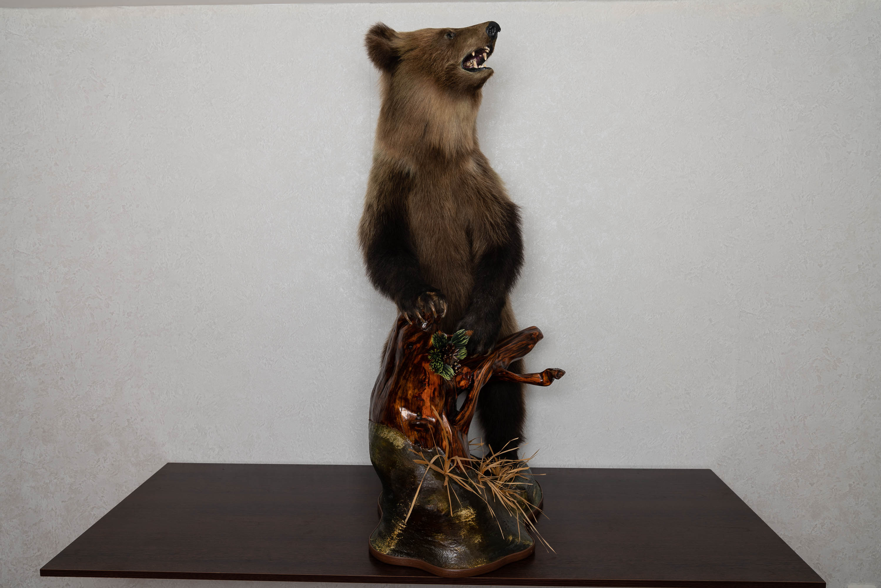 SMALL SIBERIAN BROWN BEAR TAXIDERMY MOUNT - MOUNTED, STUFFED ANIMALS ...