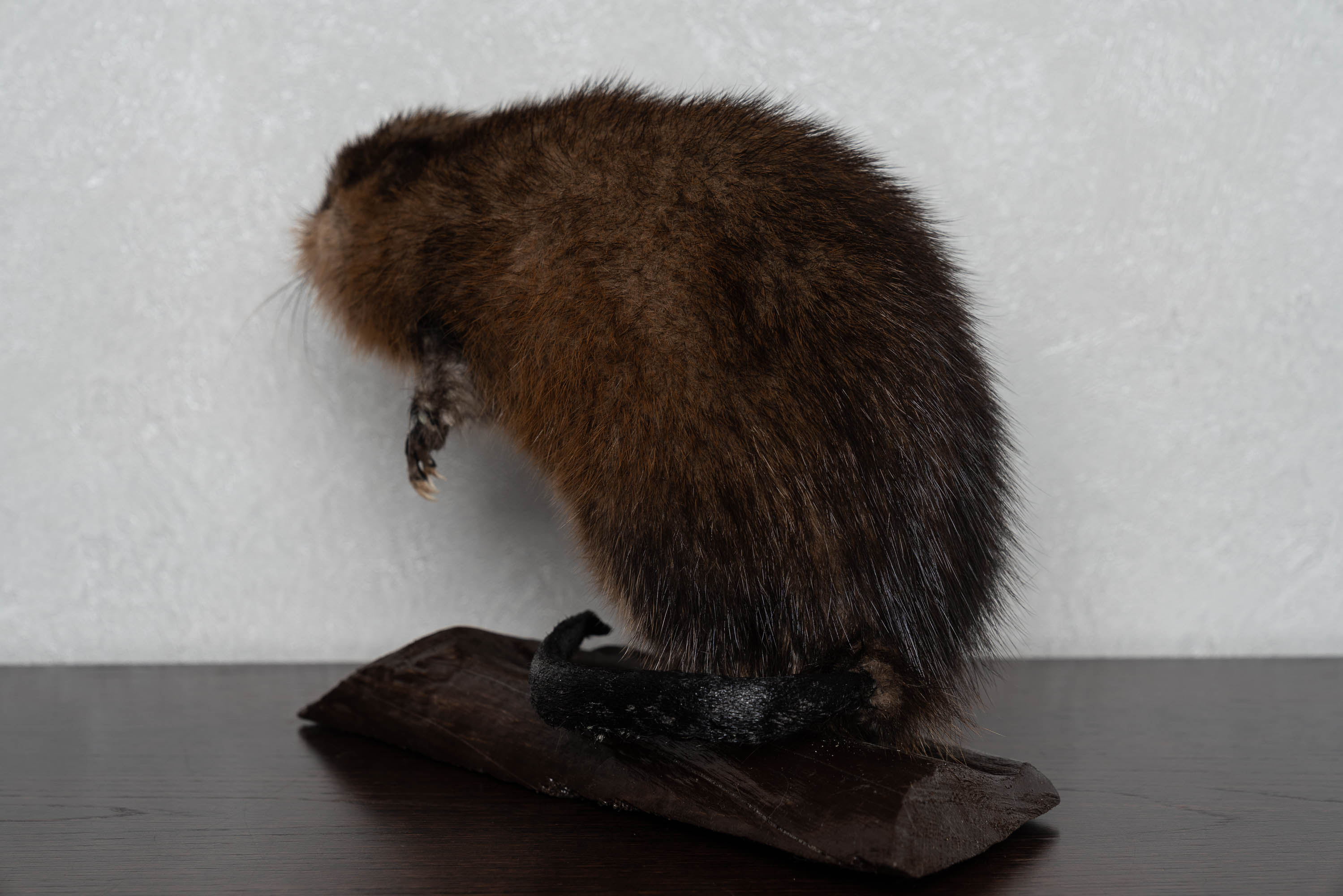 SMALL BEAVER TAXIDERMY MOUNT - MOUNTED, STUFFED ANIMALS FOR SALE - REAL ...