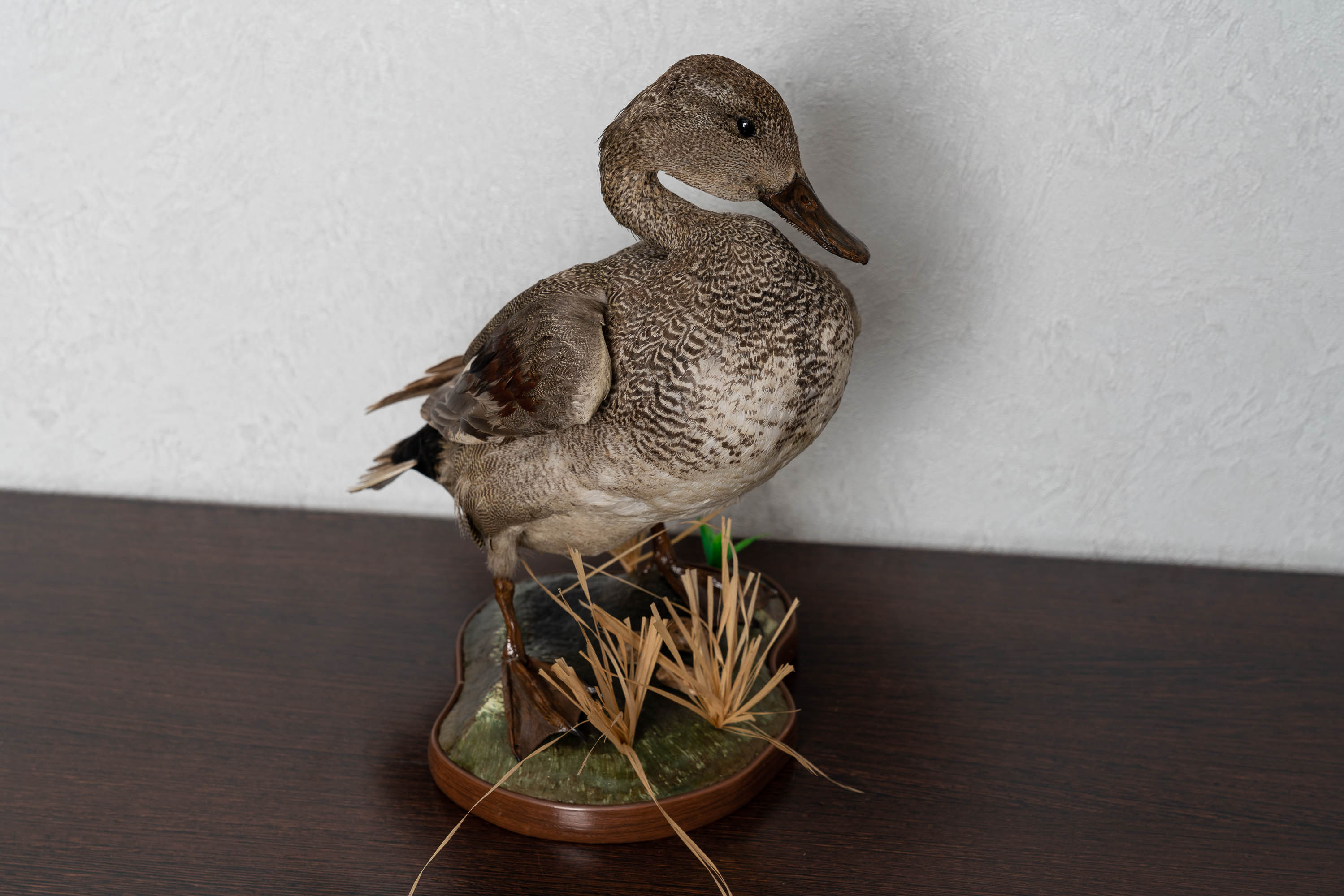 MALLARD DUCK FEMALE TAXIDERMY BIRD MOUNT - DUCK, WATERFOWL MOUNTED ...