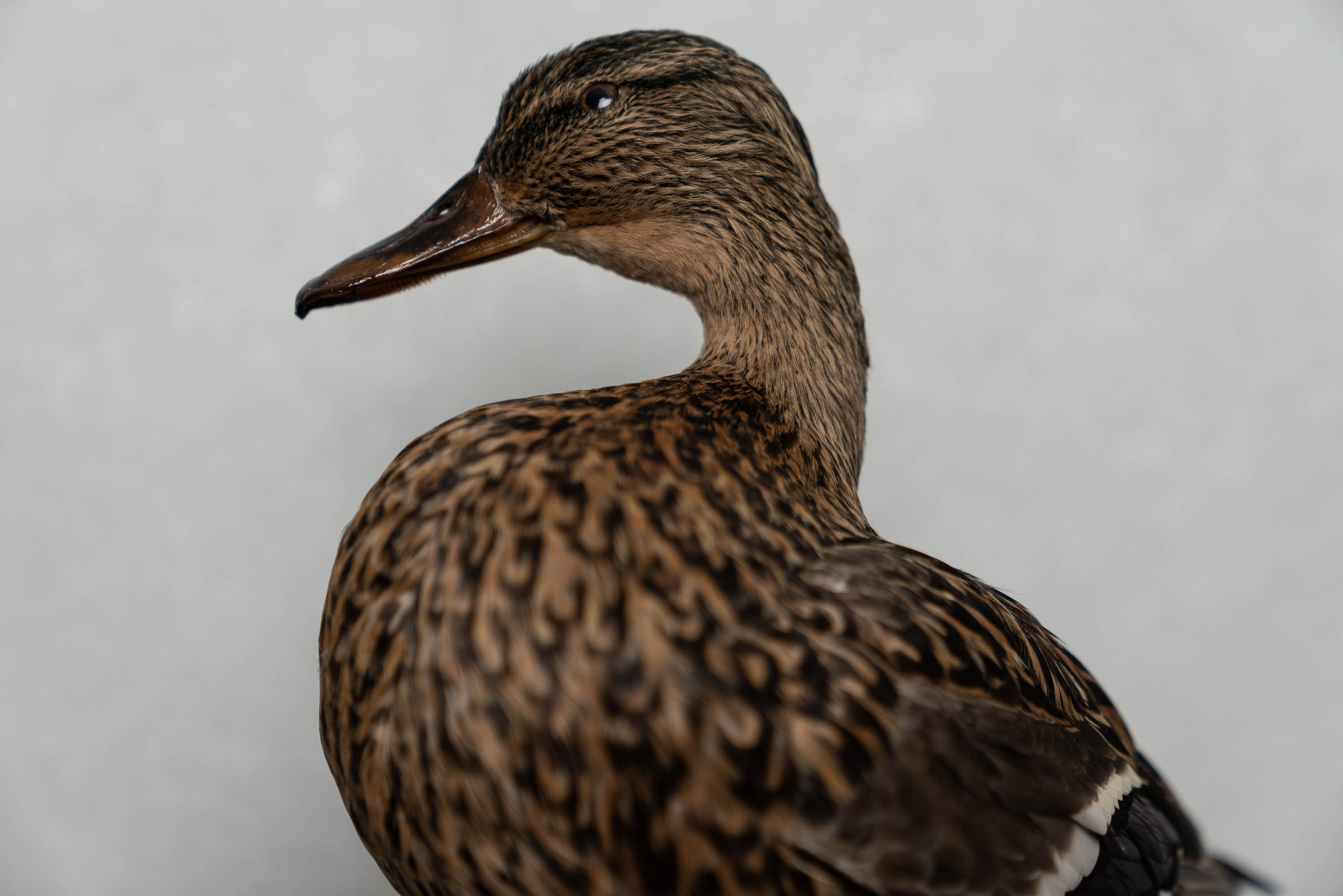 MALLARD DUCK FEMALE TAXIDERMY BIRD MOUNT - DUCK, WATERFOWL MOUNTED ...