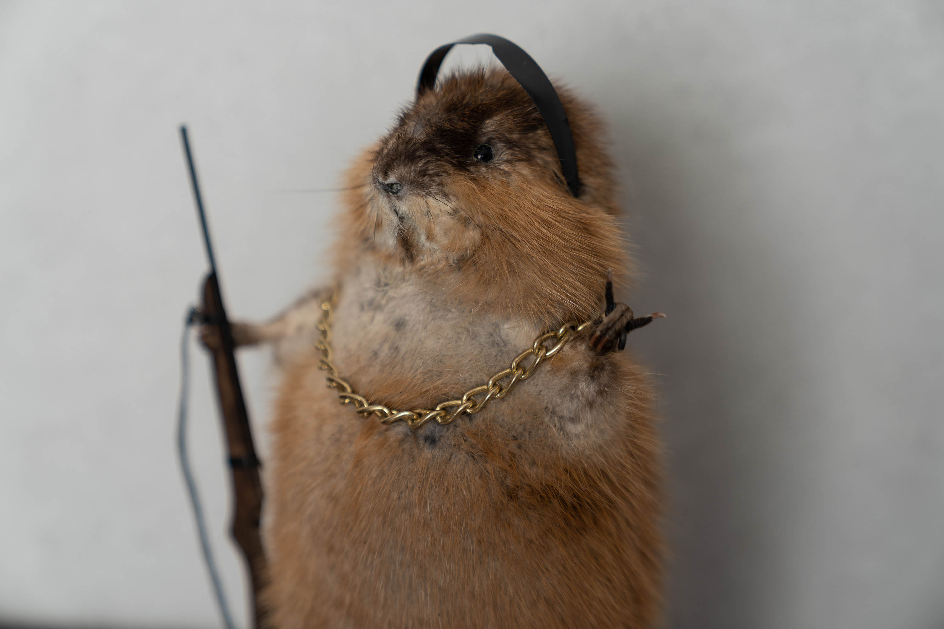 SMALL BEAVER TAXIDERMY MOUNT - MOUNTED, STUFFED ANIMALS FOR SALE - REAL ...