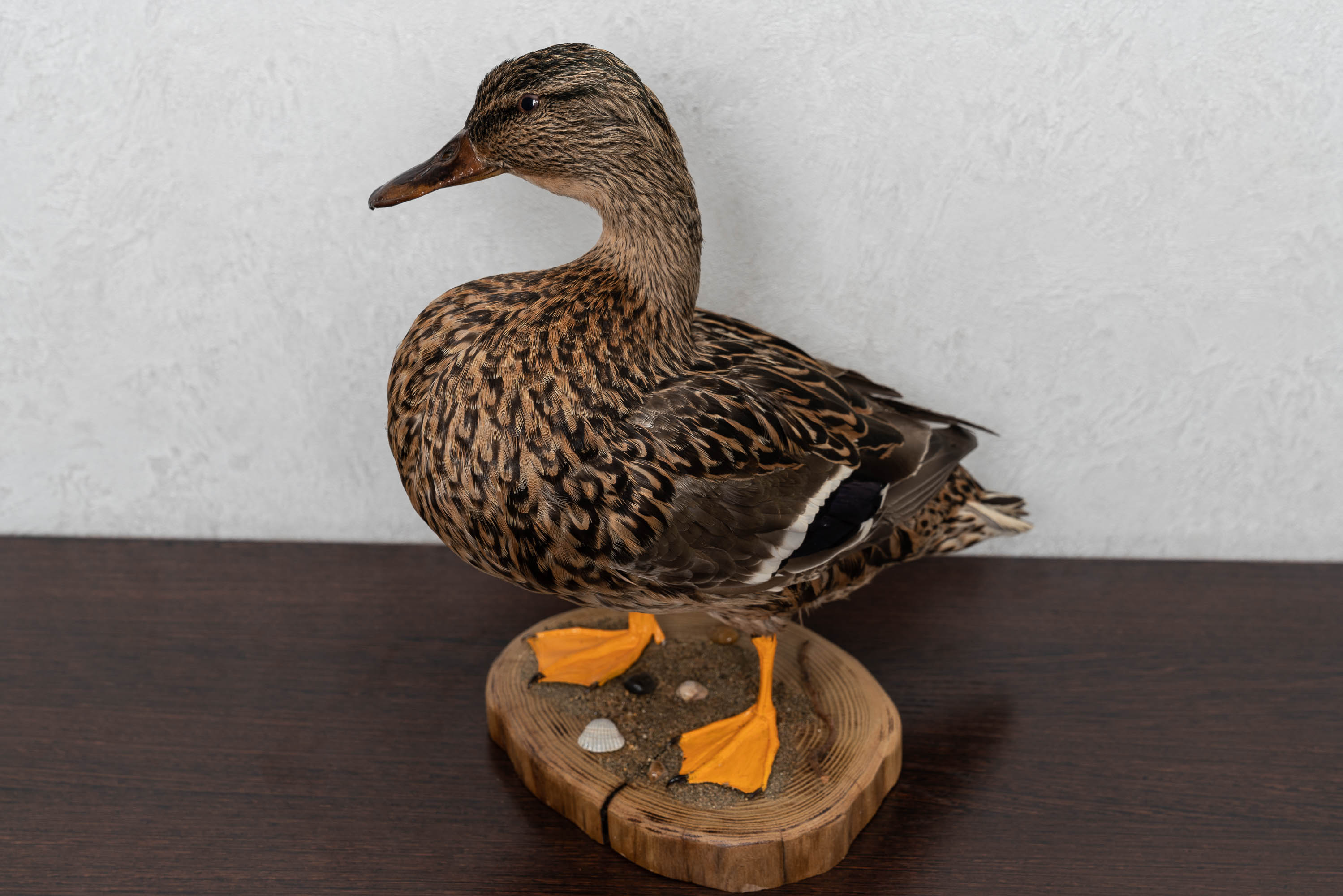 MALLARD DUCK FEMALE TAXIDERMY BIRD MOUNT - DUCK, WATERFOWL MOUNTED ...