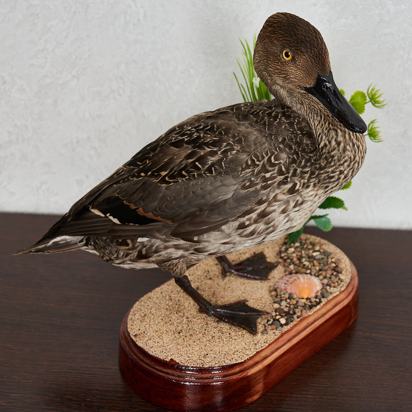 MALLARD DUCK FEMALE TAXIDERMY BIRD MOUNT - DUCK, WATERFOWL MOUNTED ...
