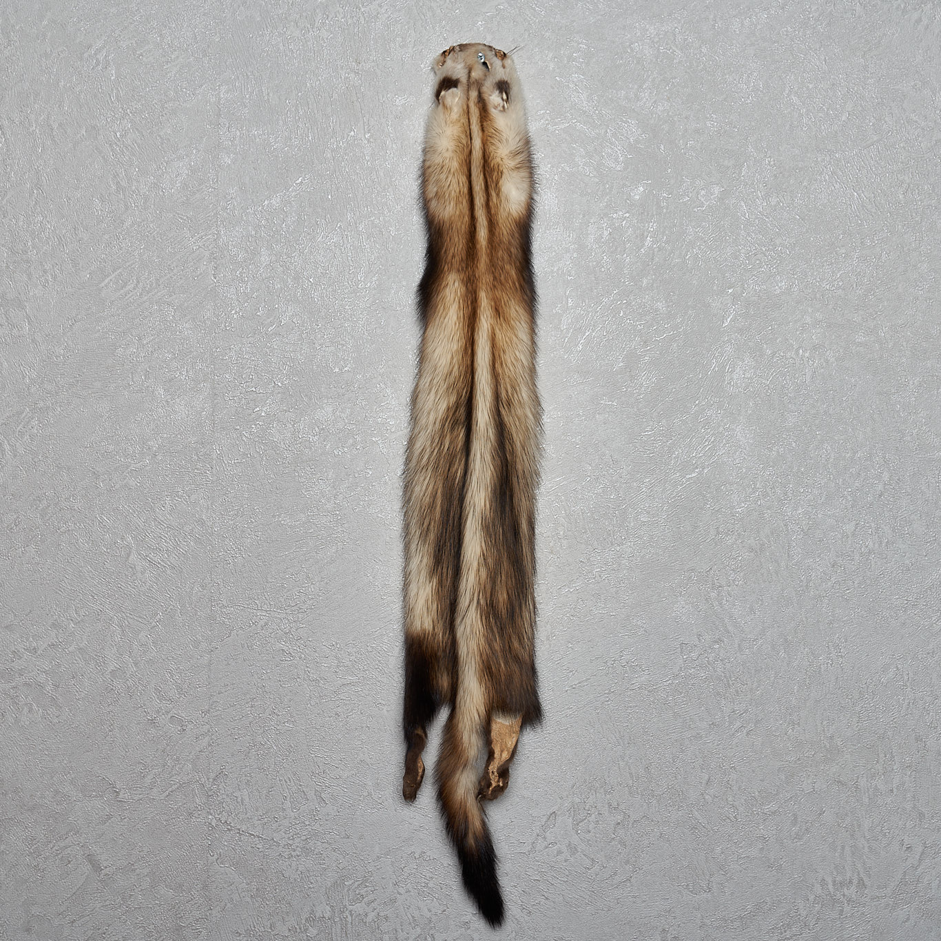 EUROPEAN POLECAT TANNED FUR PELT - FERRET, WEASEL SKIN, HIDE FOR SALE ...