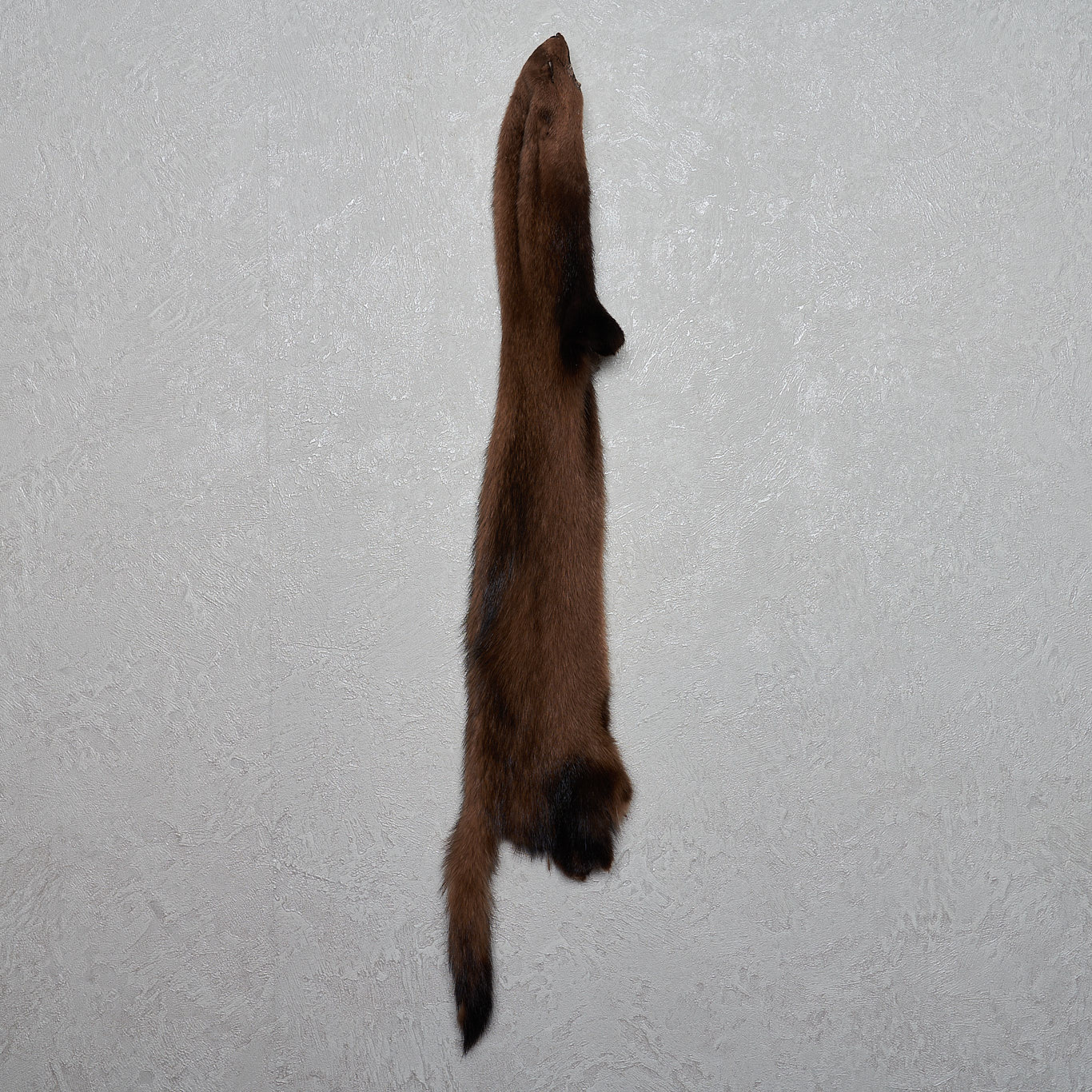 EUROPEAN POLECAT TANNED DYED FUR PELT - FERRET, WEASEL SKIN, HIDE FOR ...