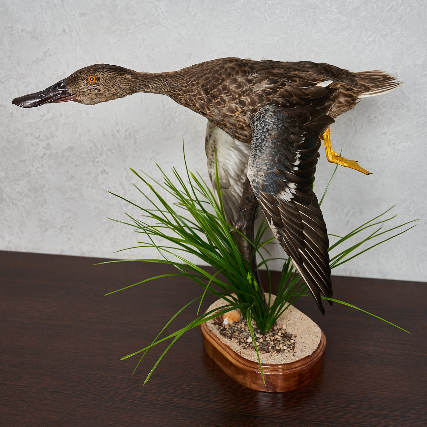 NORTHERN SHOVELER DUCK TAXIDERMY BIRD MOUNT - DUCK, WATERFOWL MOUNTED ...