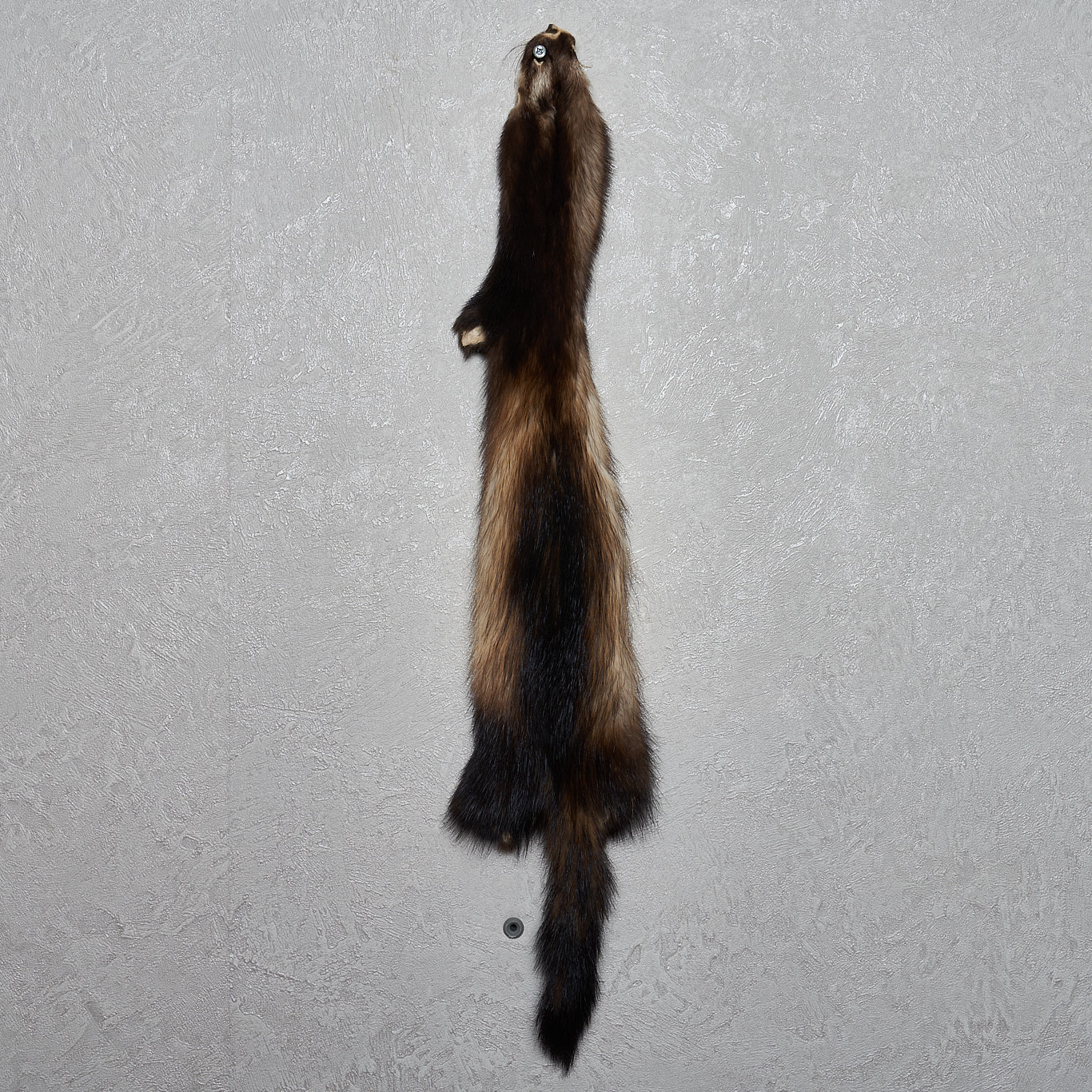 EUROPEAN POLECAT TANNED FUR PELT - FERRET, WEASEL SKIN, HIDE FOR SALE ...