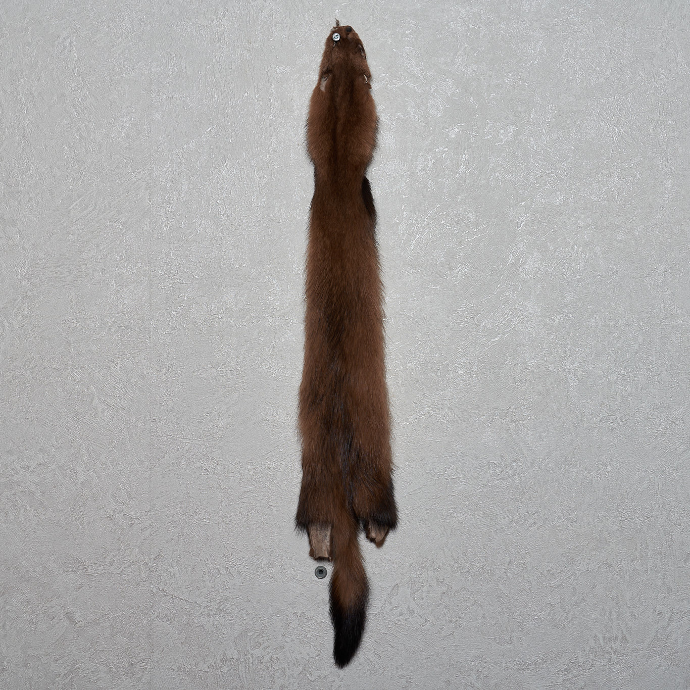 EUROPEAN POLECAT TANNED DYED FUR PELT - FERRET, WEASEL SKIN, HIDE FOR ...