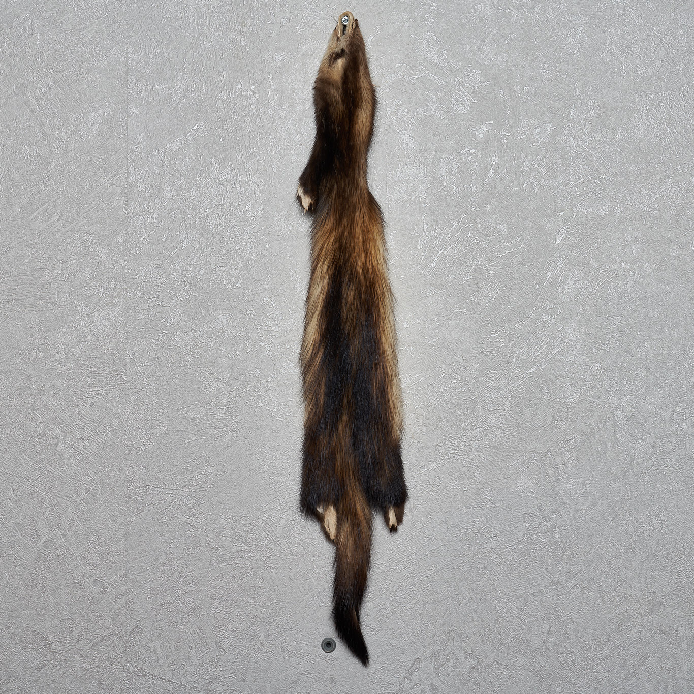 EUROPEAN POLECAT TANNED FUR PELT - FERRET, WEASEL SKIN, HIDE FOR SALE ...
