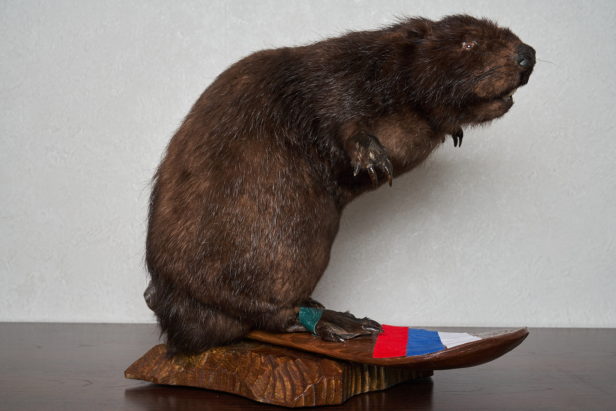 EURASIAN BEAVER TAXIDERMY MOUNT - MOUNTED, STUFFED ANIMALS FOR SALE ...