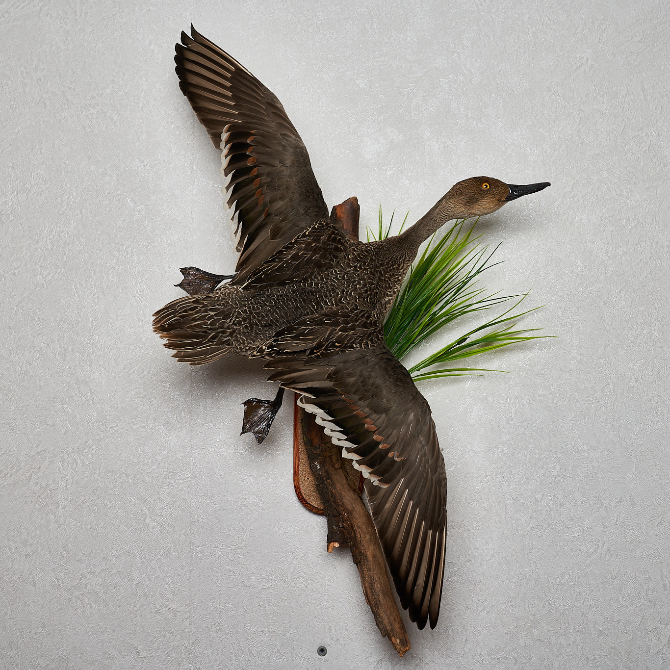 DUCK TAXIDERMY BIRD MOUNT - DUCK, WATERFOWL MOUNTED, STUFFED BIRDS FOR ...