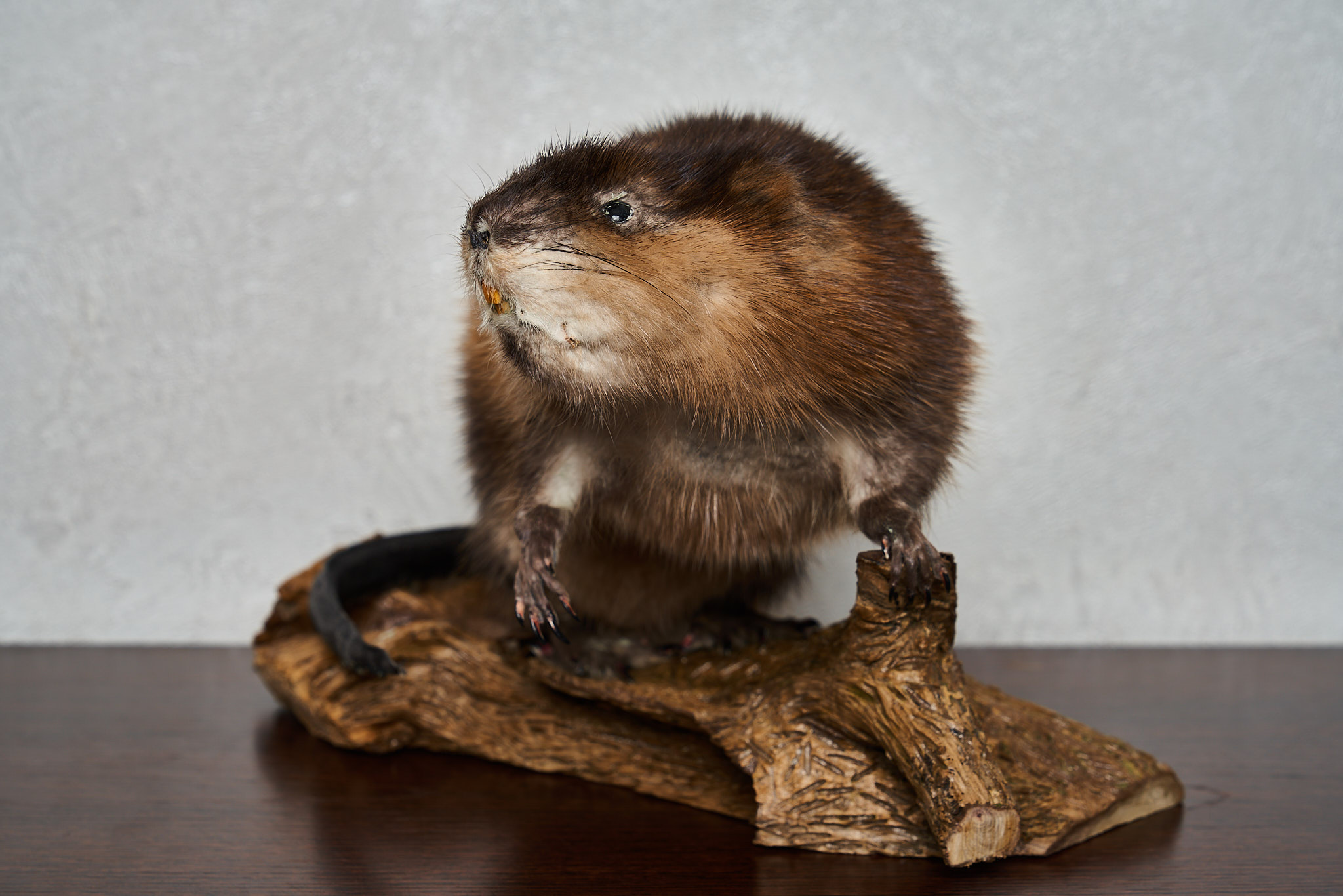 SMALL BEAVER TAXIDERMY MOUNT - MOUNTED, STUFFED ANIMALS FOR SALE - REAL ...