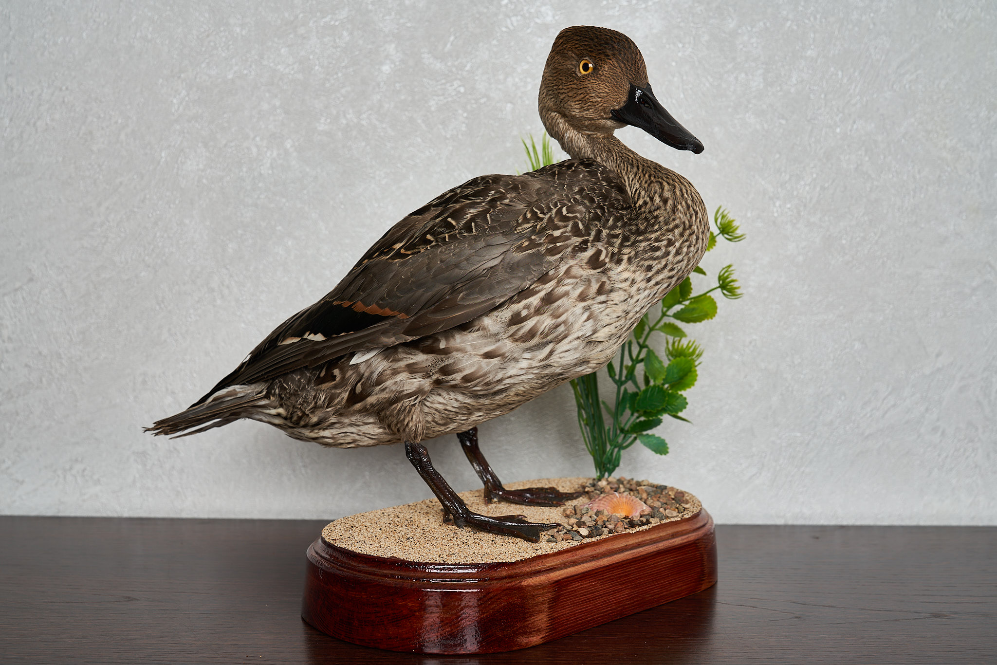 MALLARD DUCK FEMALE TAXIDERMY BIRD MOUNT - DUCK, WATERFOWL MOUNTED ...
