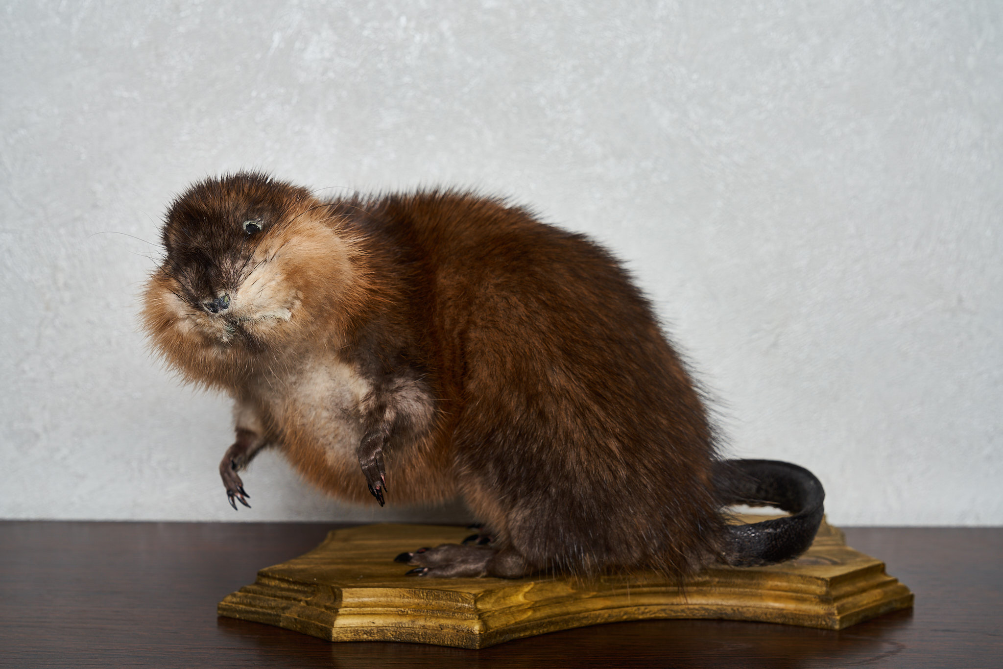 SMALL BEAVER TAXIDERMY MOUNT - MOUNTED, STUFFED ANIMALS FOR SALE - REAL ...