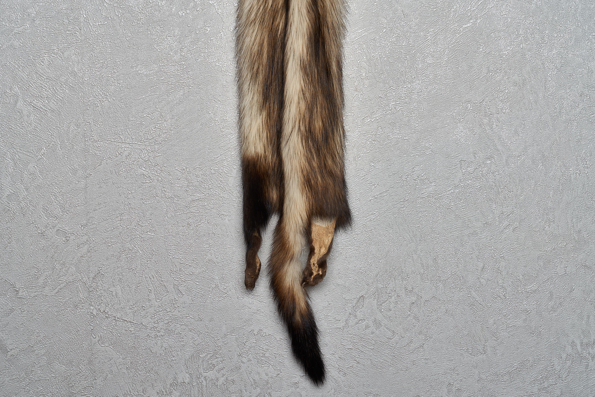 EUROPEAN POLECAT TANNED FUR PELT - FERRET, WEASEL SKIN, HIDE FOR SALE ...