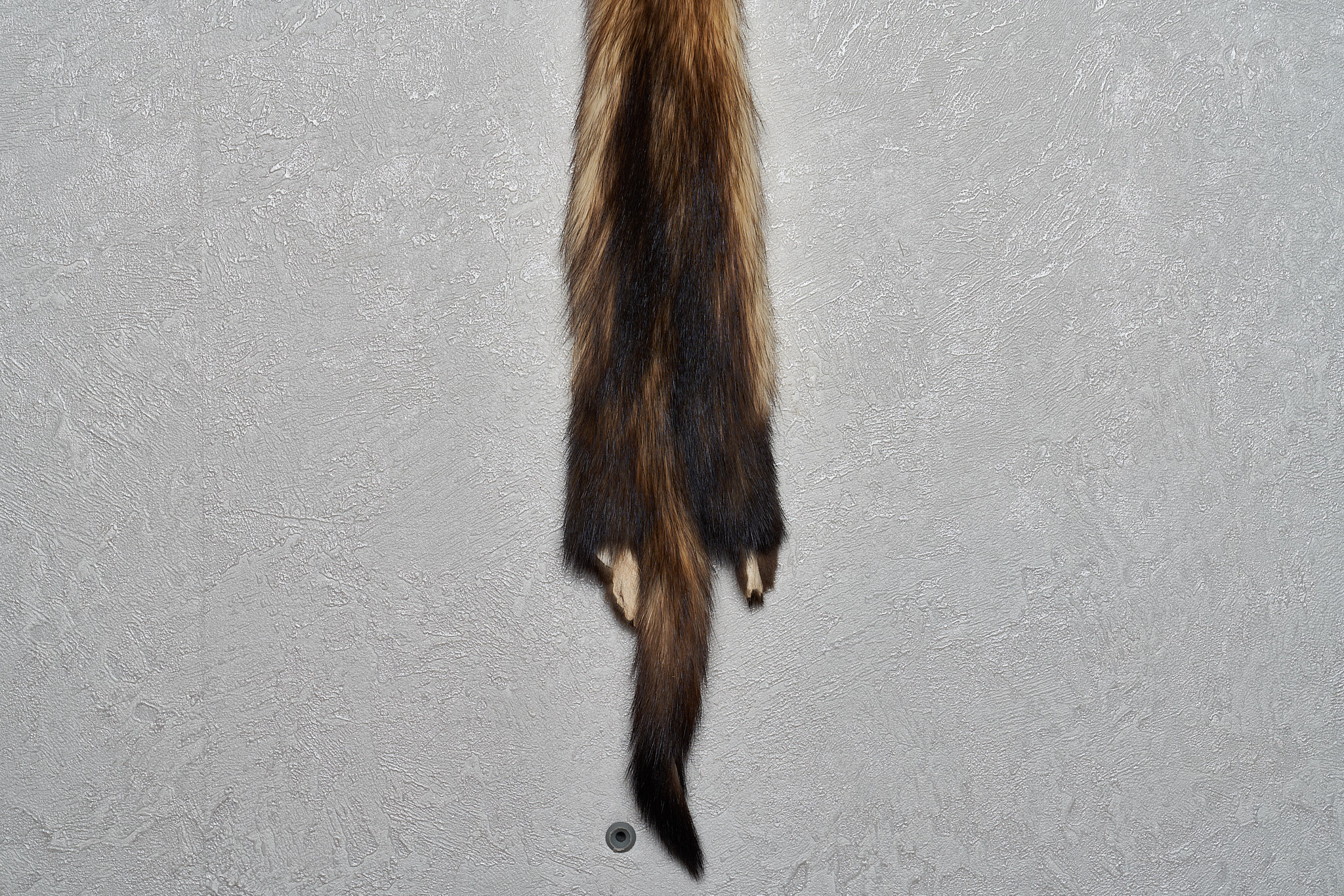 EUROPEAN POLECAT TANNED FUR PELT - FERRET, WEASEL SKIN, HIDE FOR SALE ...