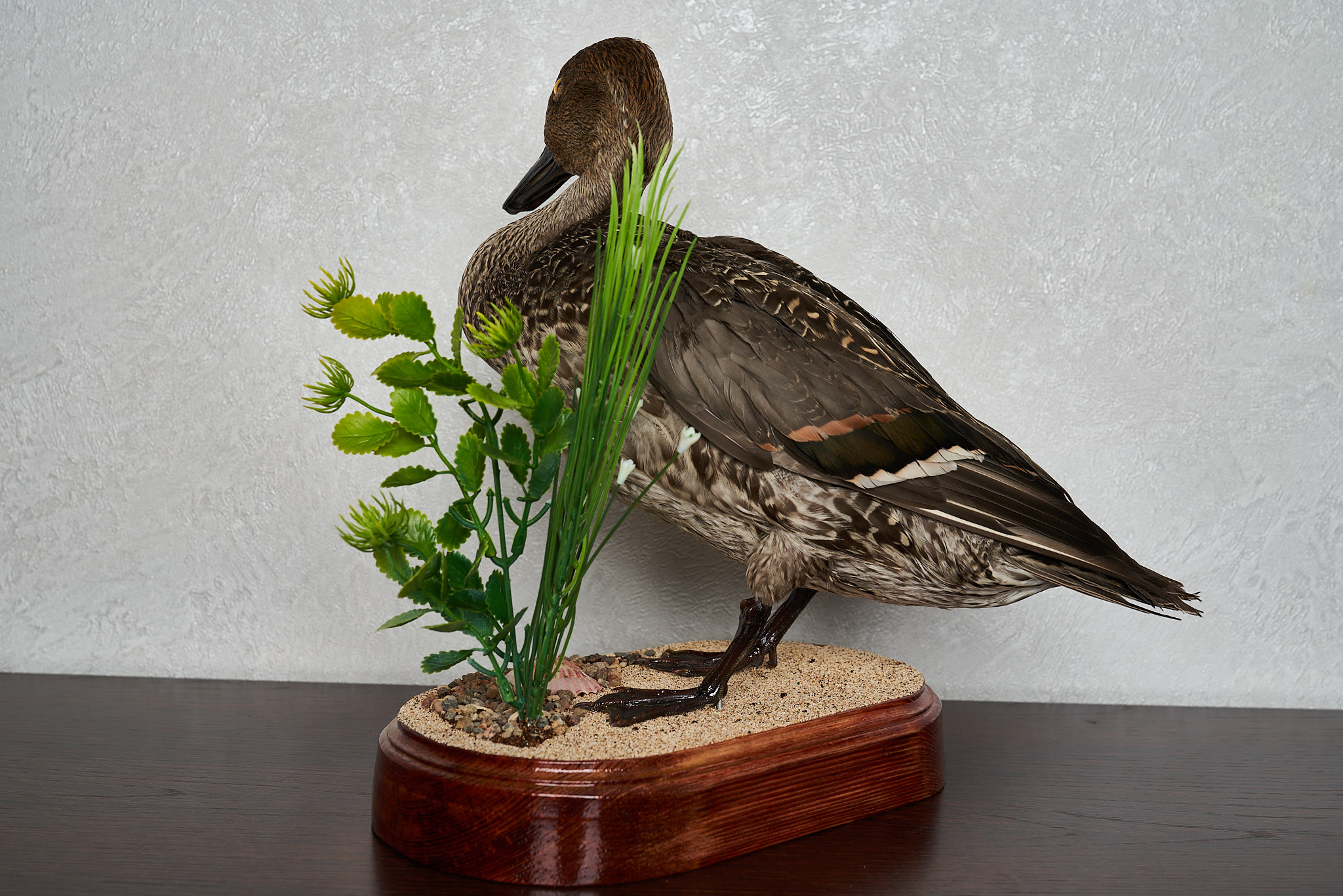 MALLARD DUCK FEMALE TAXIDERMY BIRD MOUNT - DUCK, WATERFOWL MOUNTED ...
