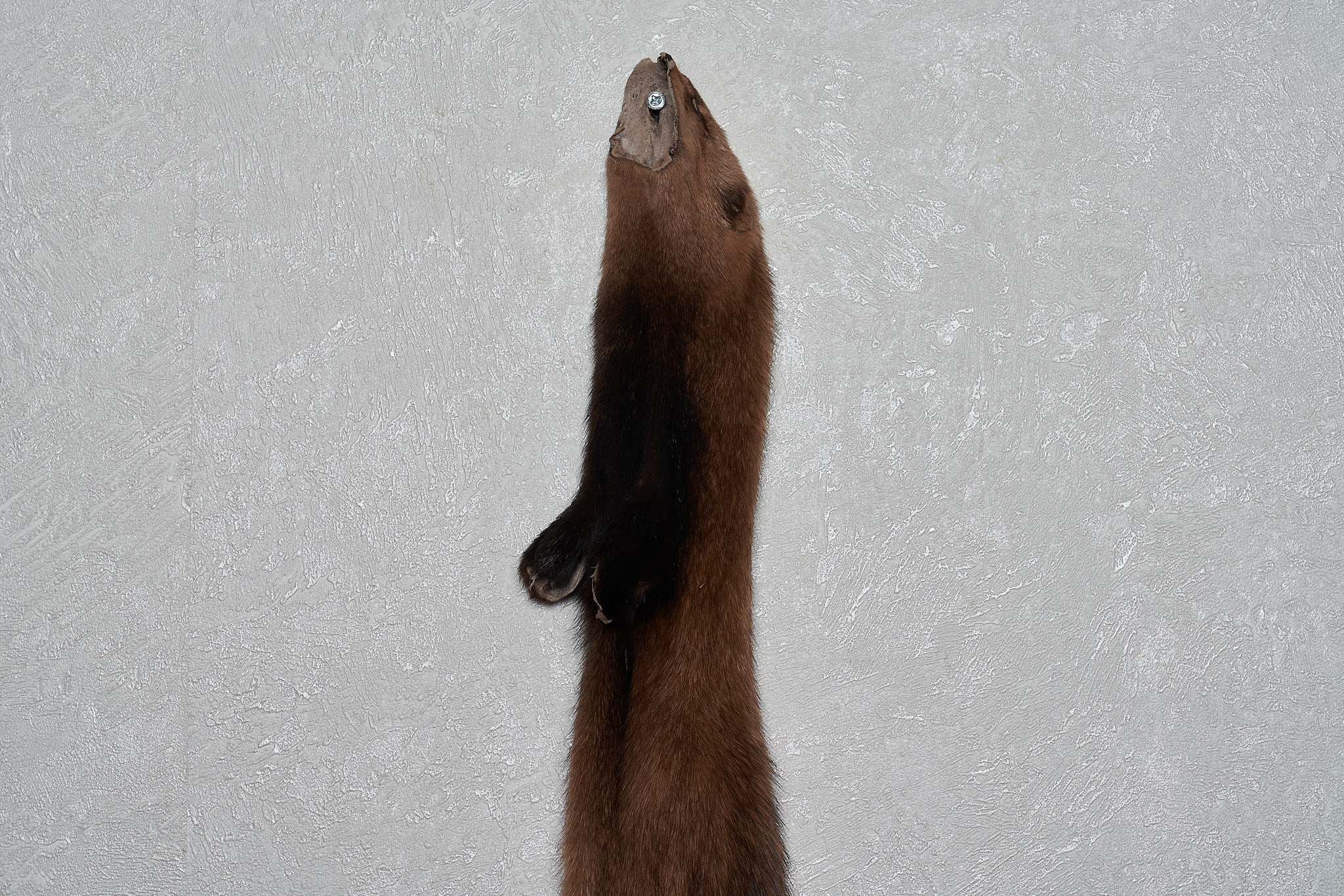 EUROPEAN POLECAT TANNED DYED FUR PELT - FERRET, WEASEL SKIN, HIDE FOR ...
